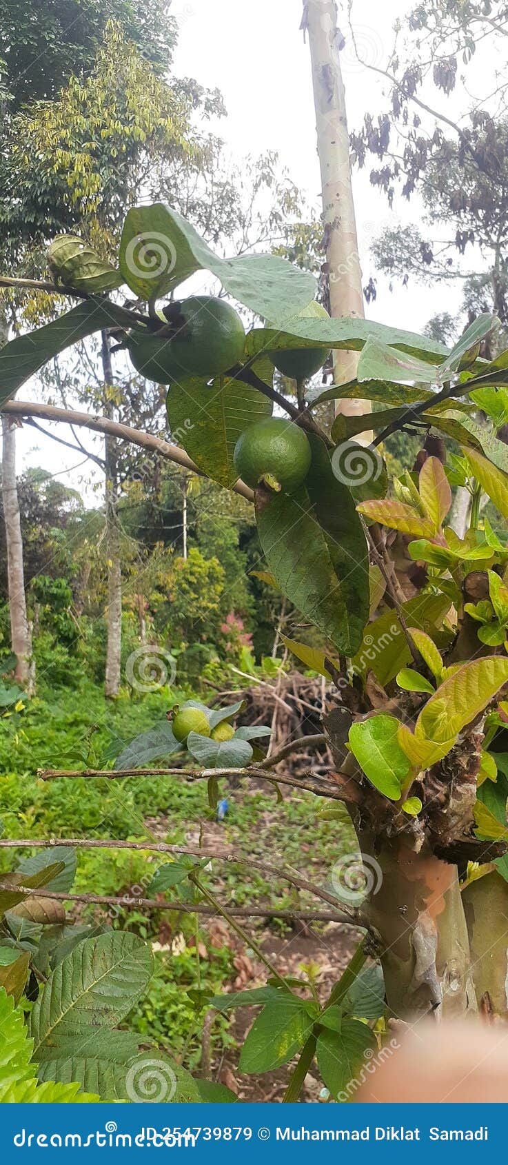 Arbre aux fruits de goyave image stock. Image of baie - 254739879