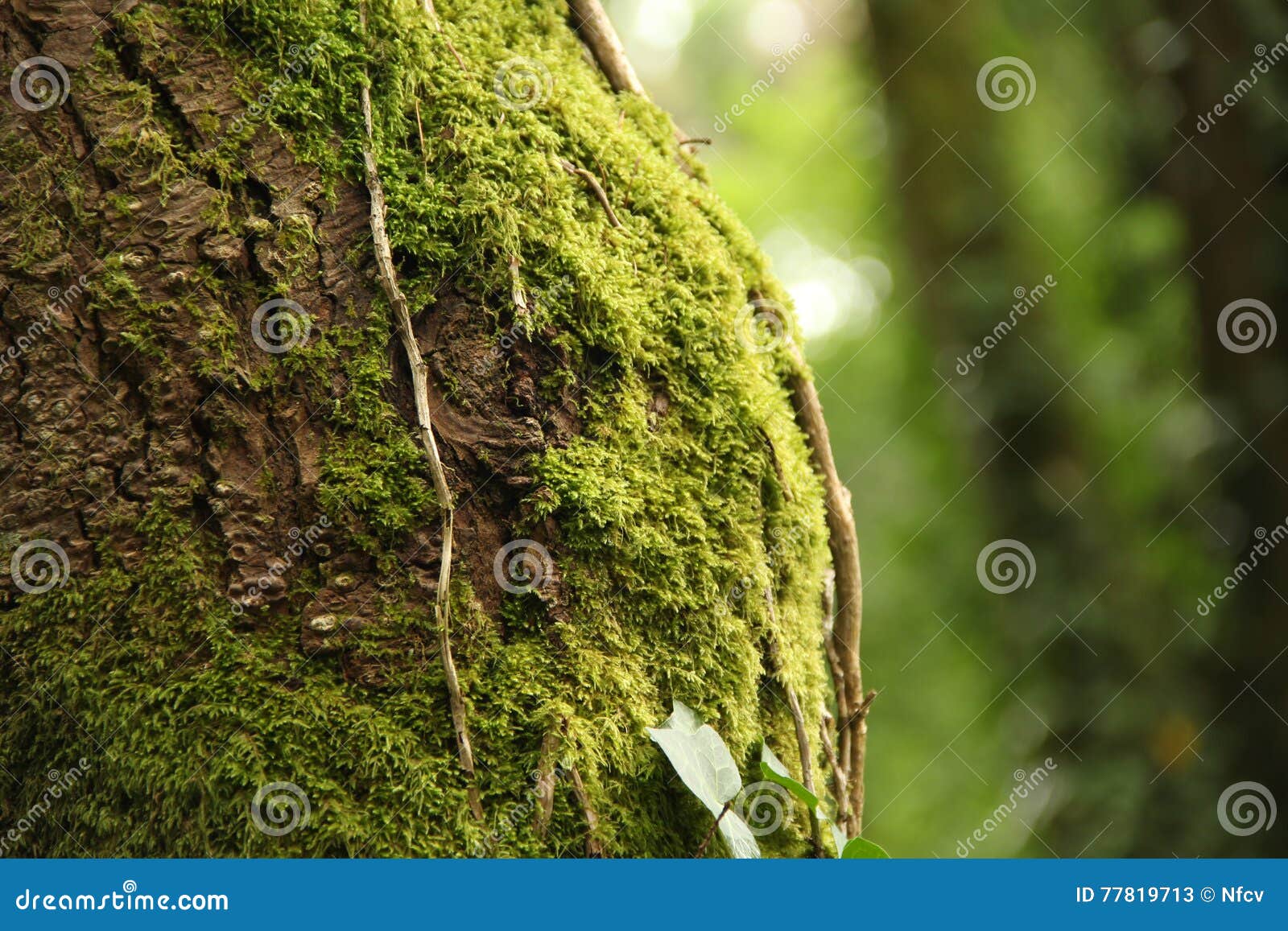 Arbre avec de la mousse image stock. Image du forêt, environnement ...