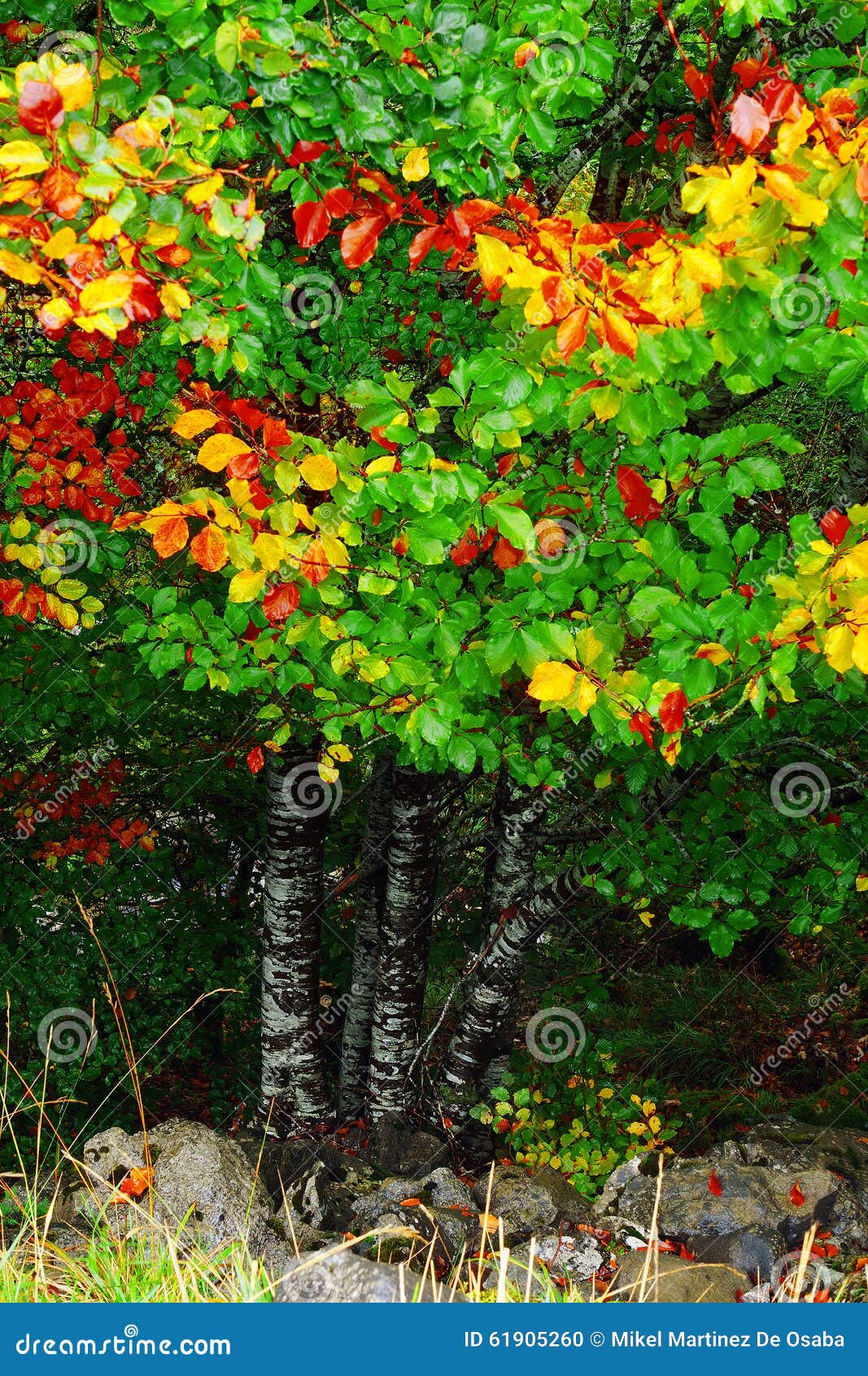 Arbre Avec Des Couleurs Automnales Photo stock - Image du horizontal ...