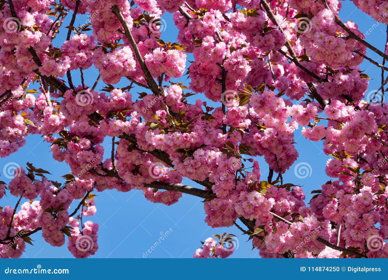 Arbre avec la fleur rose photo stock. Image du ressort - 114874250