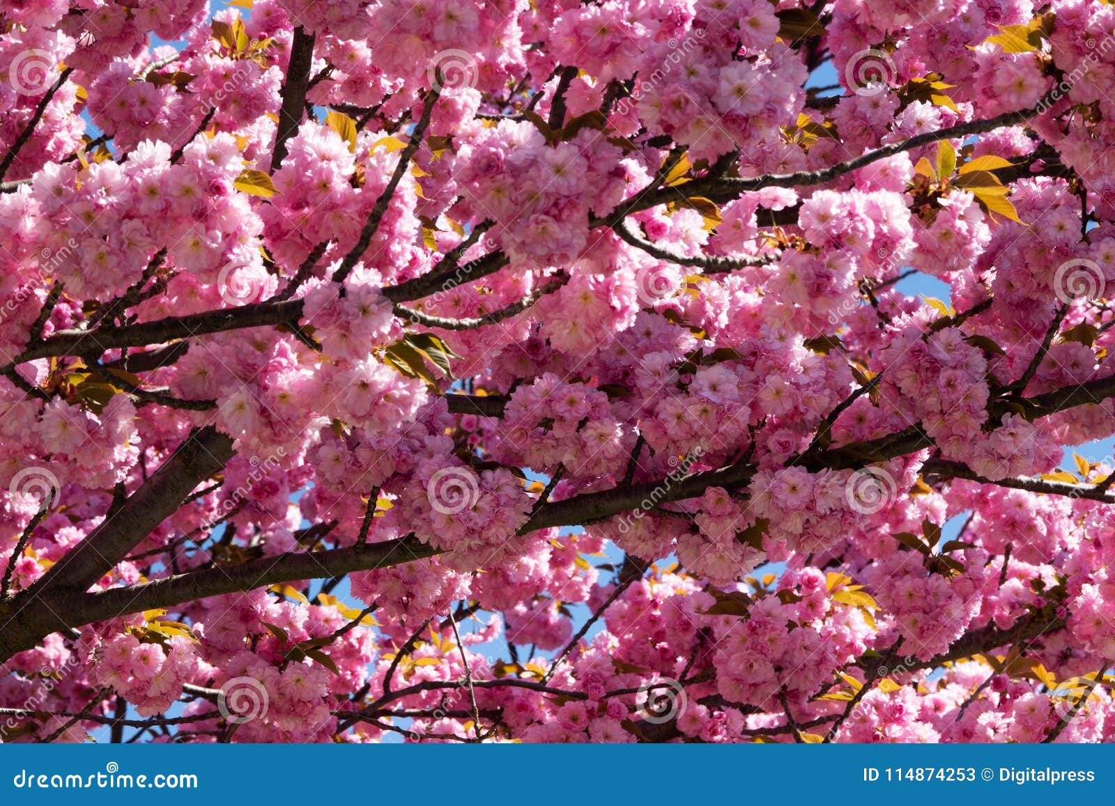 Arbre avec la fleur rose image stock. Image du tête - 114874253