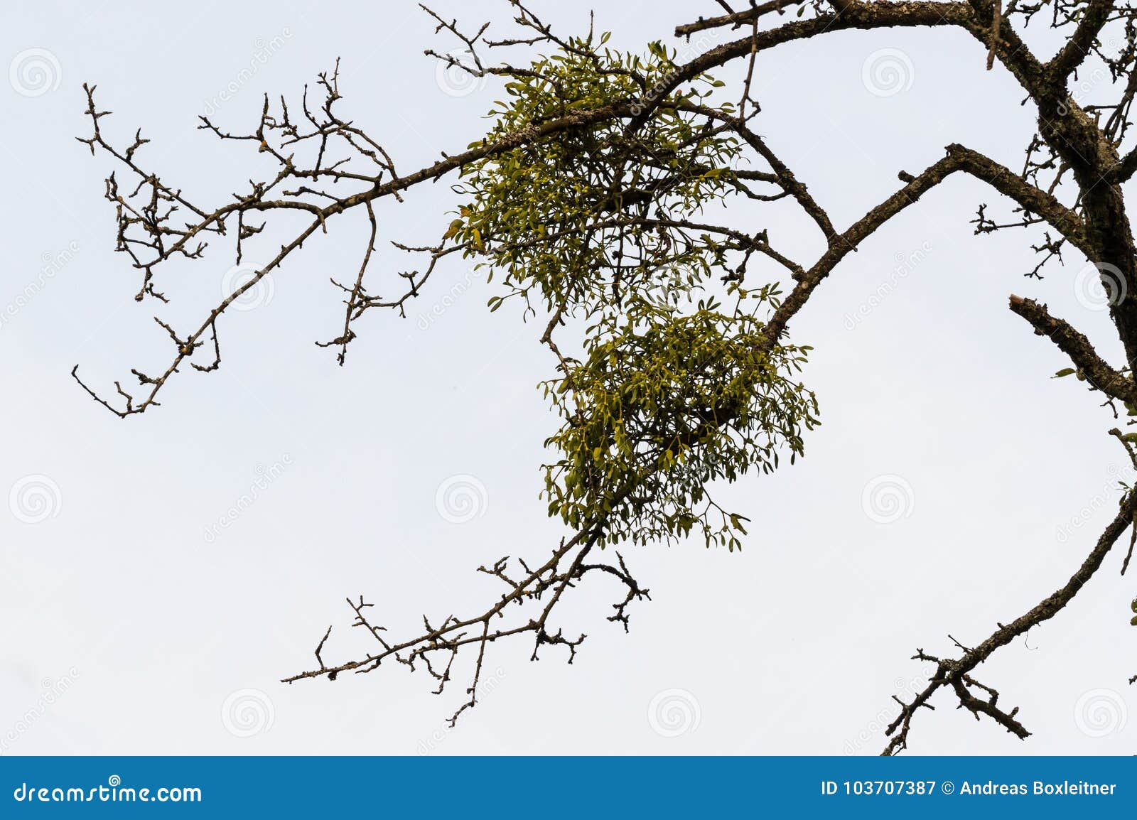 Arbre avec le gui - viscum image stock. Image du temps - 103707387