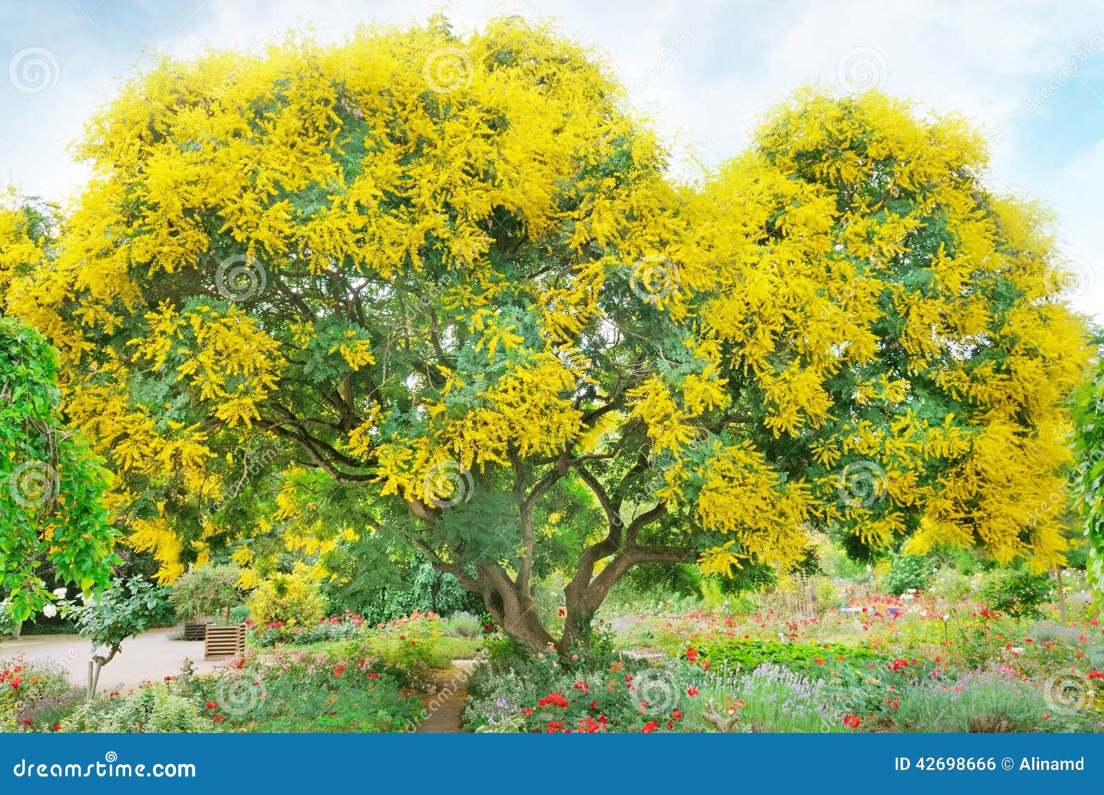 Arbre Avec Les Fleurs Jaunes Photo stock - Image du buisson, faux: 42698666