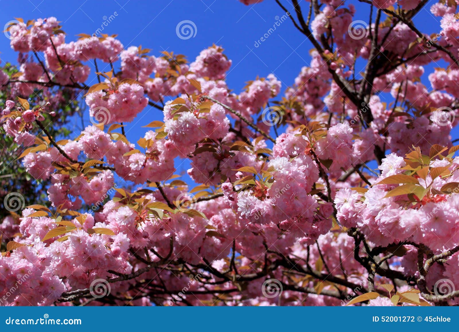 Arbre Avec Les Fleurs Roses Photo stock - Image du verger, pourpré ...