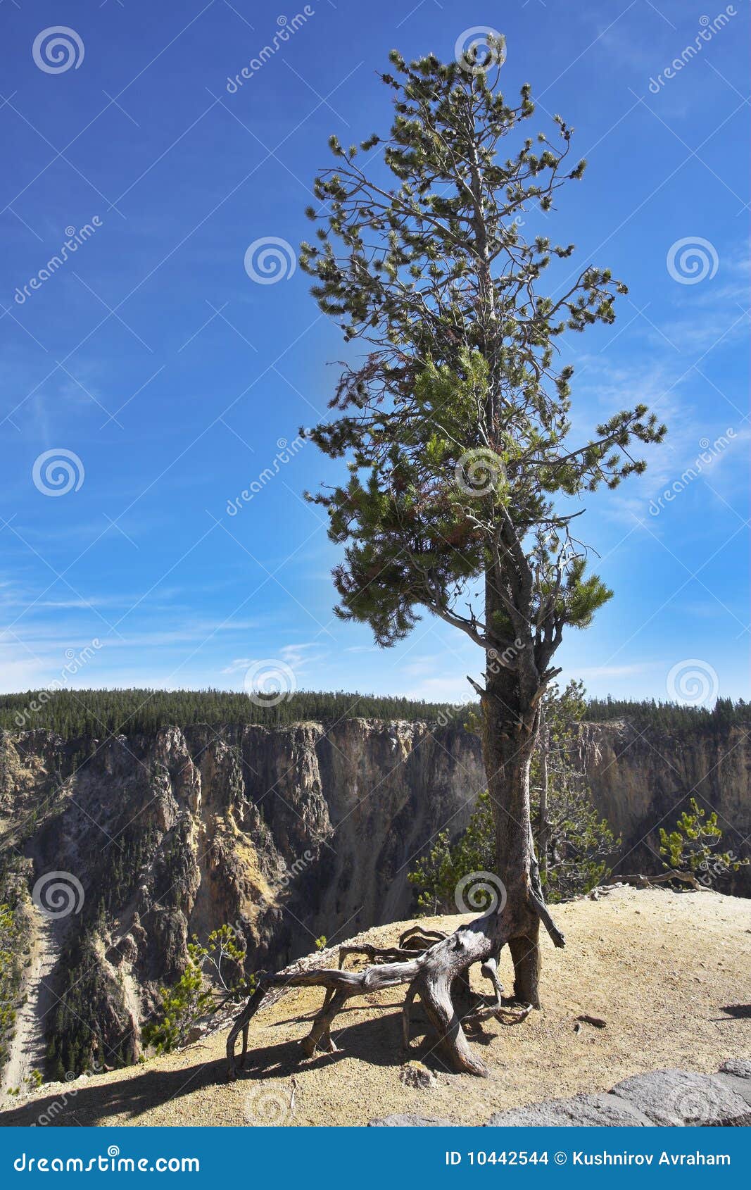 Arbre brusque de bris photo stock. Image du nord, horizontal - 10442544
