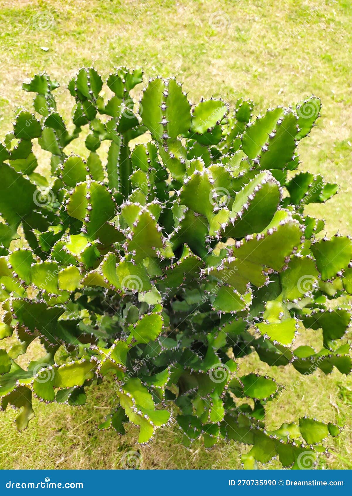 Arbre Cactus Qui Pousse Dans Les Tropiques Photo stock - Image du arbre ...