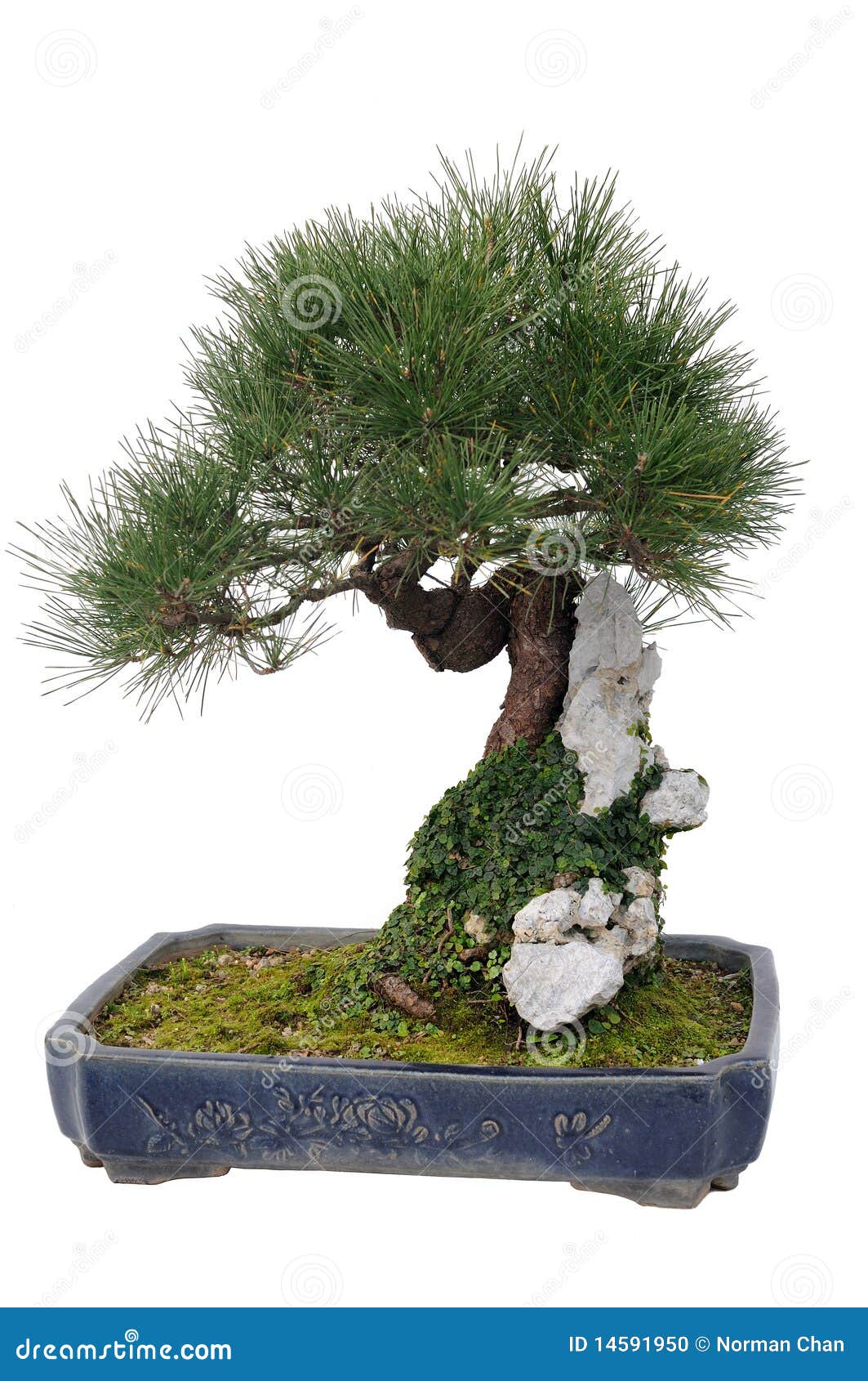 Arbre chinois de bonzaies photo stock. Image du miniature - 14591950