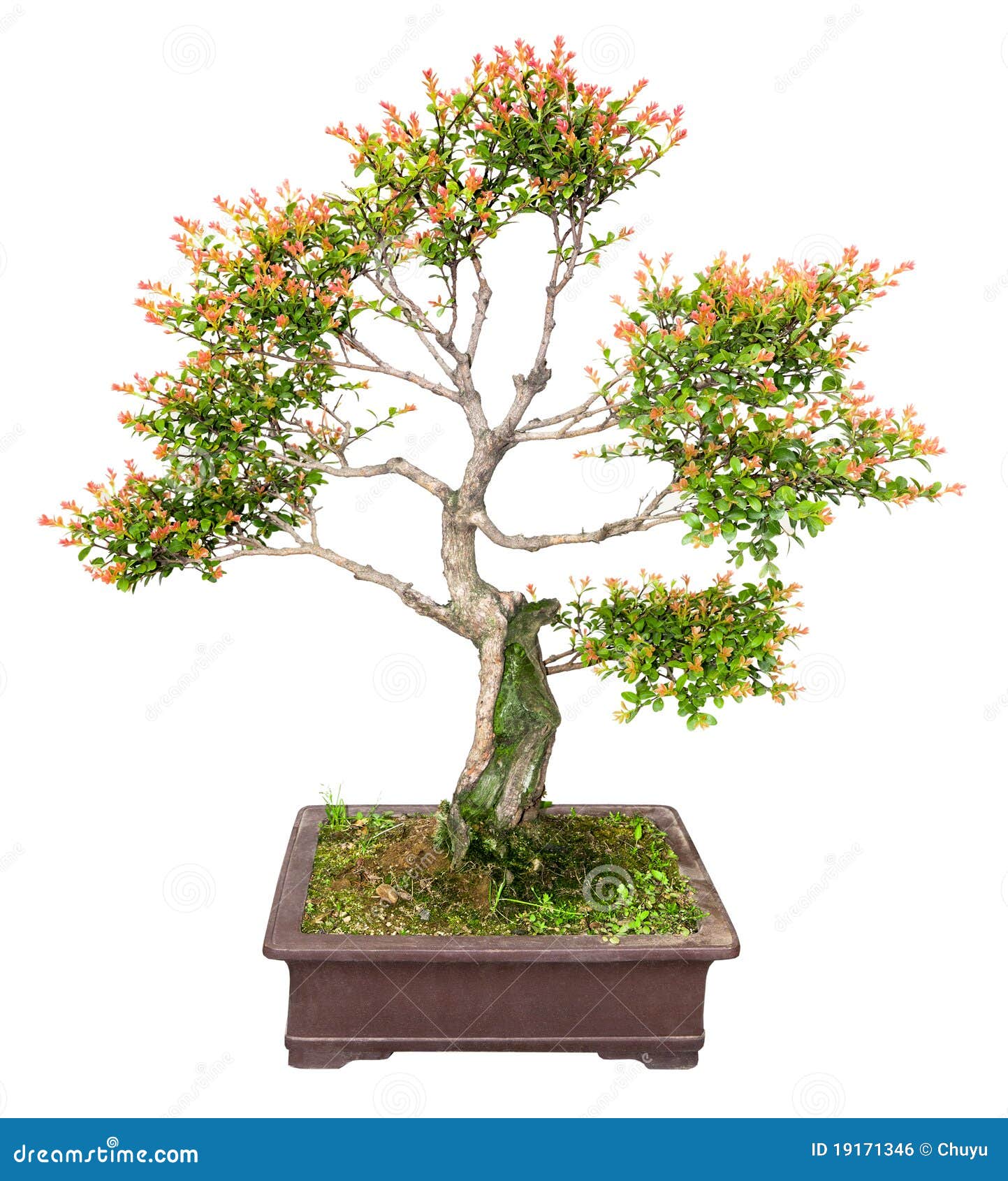 Images Arbre Chinois De Bonzaies - Téléchargez 4,245 Photos libres de ...