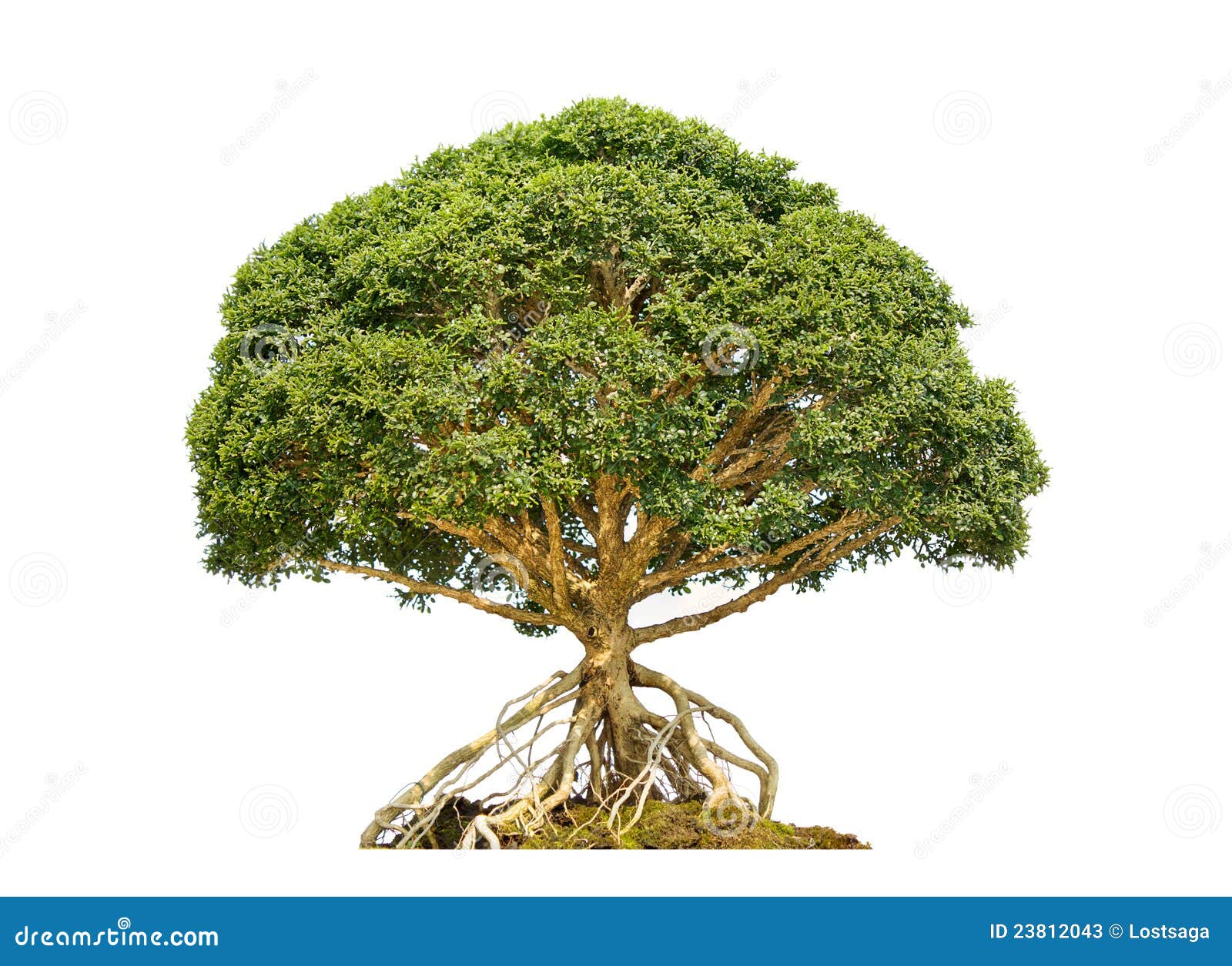 Arbre chinois de bonzaies image stock. Image du décoratif - 23812043