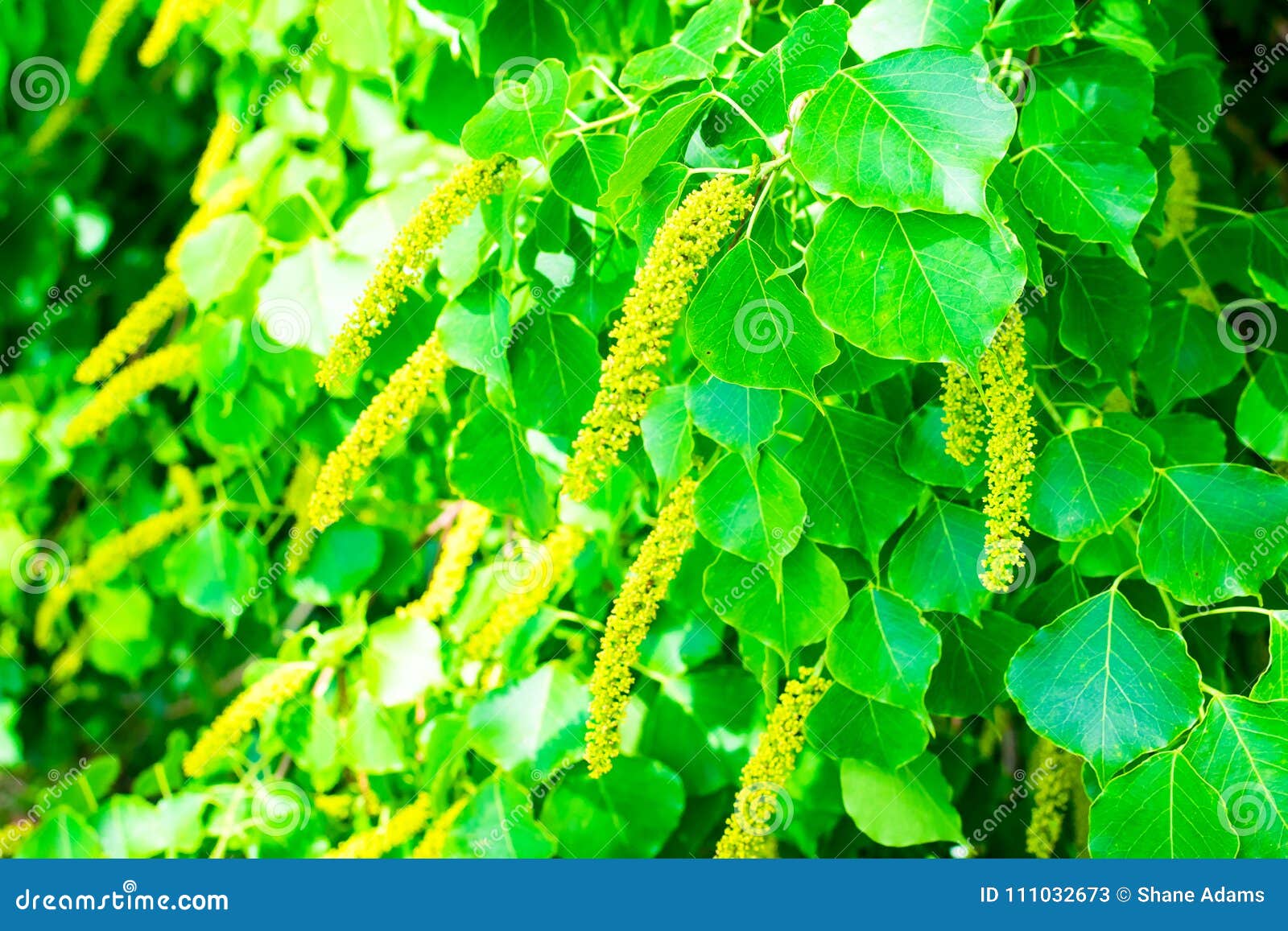 Arbre chinois de suif image stock. Image du forêt, chinois - 111032673