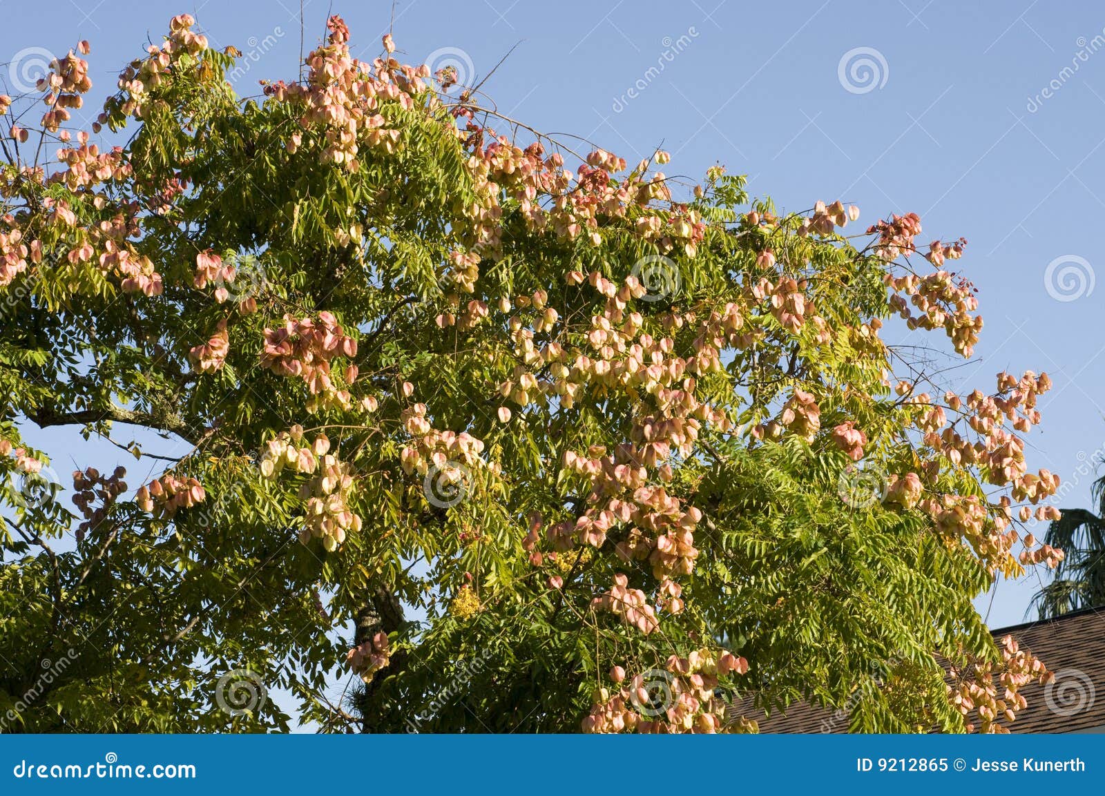 Arbre chinois de suif image stock. Image du automne, flore - 9212865