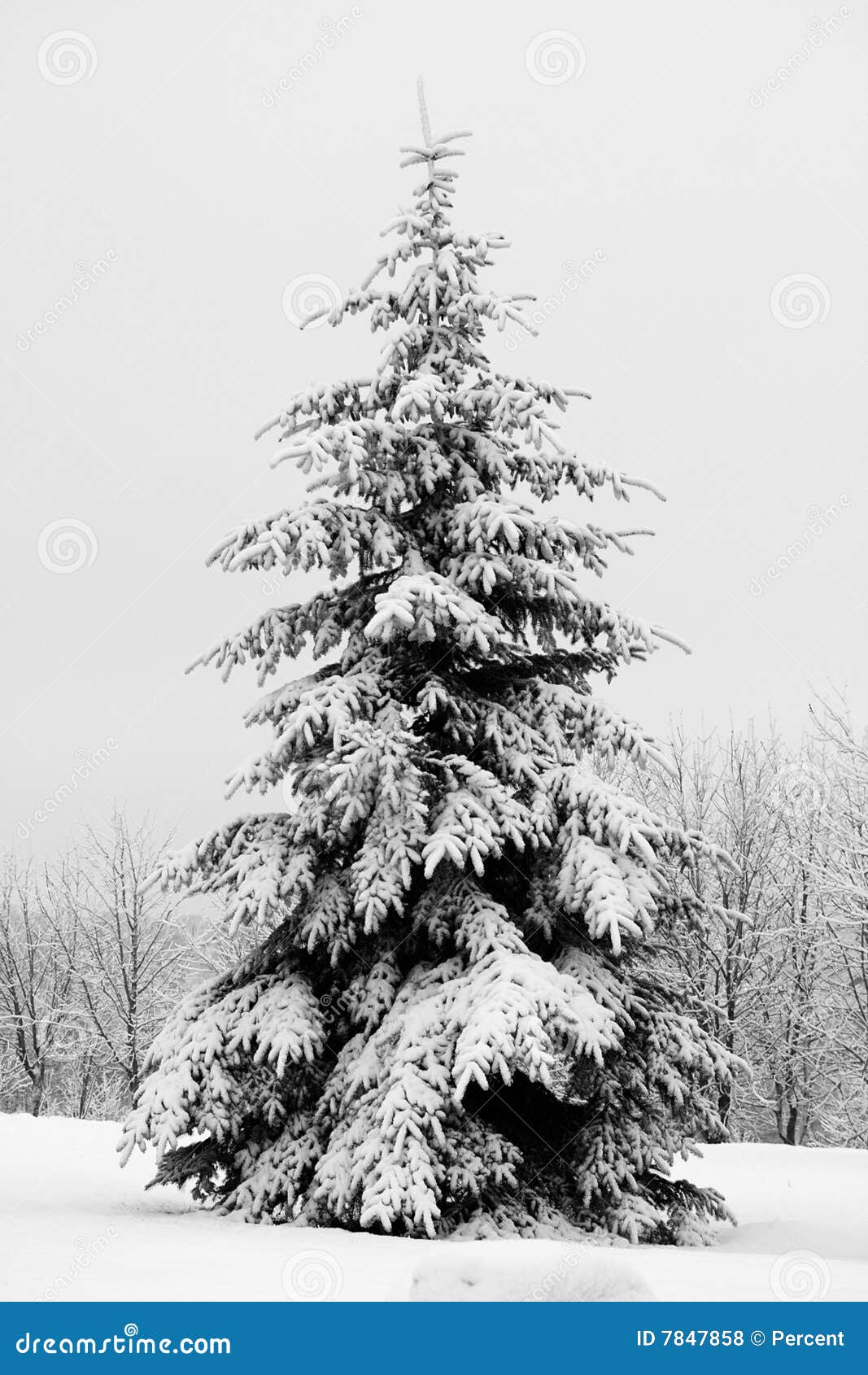 Arbre Couvert De Neige De Sapin Photo stock - Image du couvert, beauté ...
