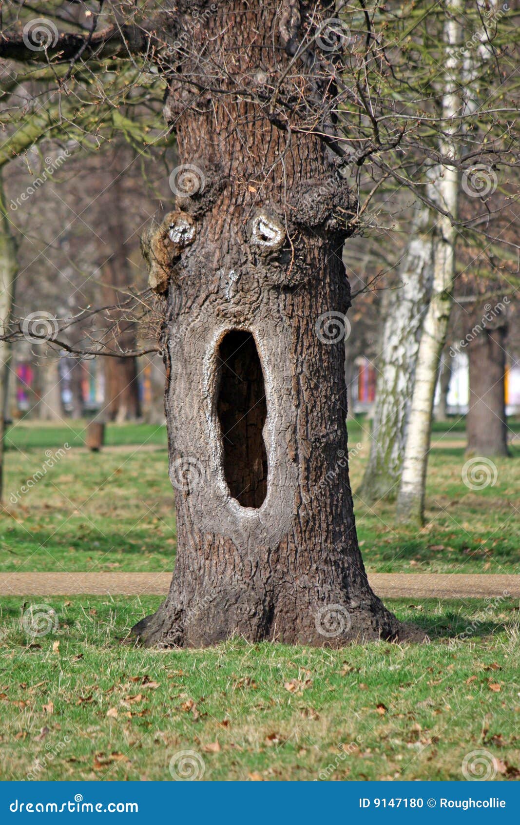 Arbre creux photo stock. Image du saisons, bois, campagne - 9147180