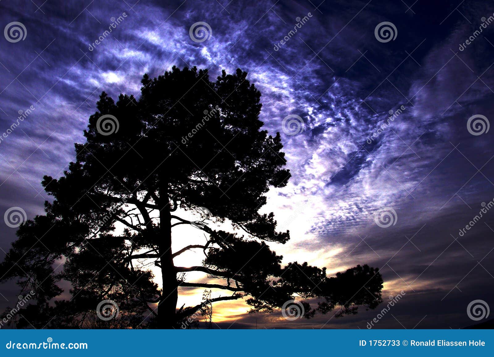 Arbre d'Éden image stock. Image of adam, paix, noirceur - 1752733