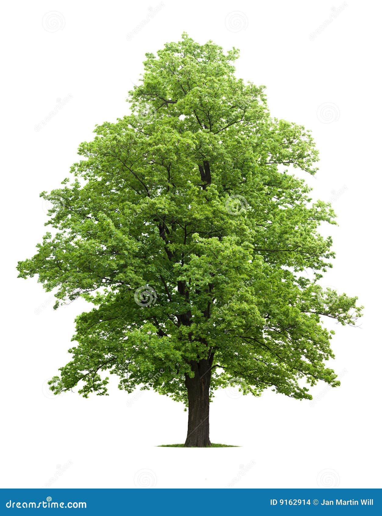 Arbre d'érable photo stock. Image du centrale, seul, normal - 9162914