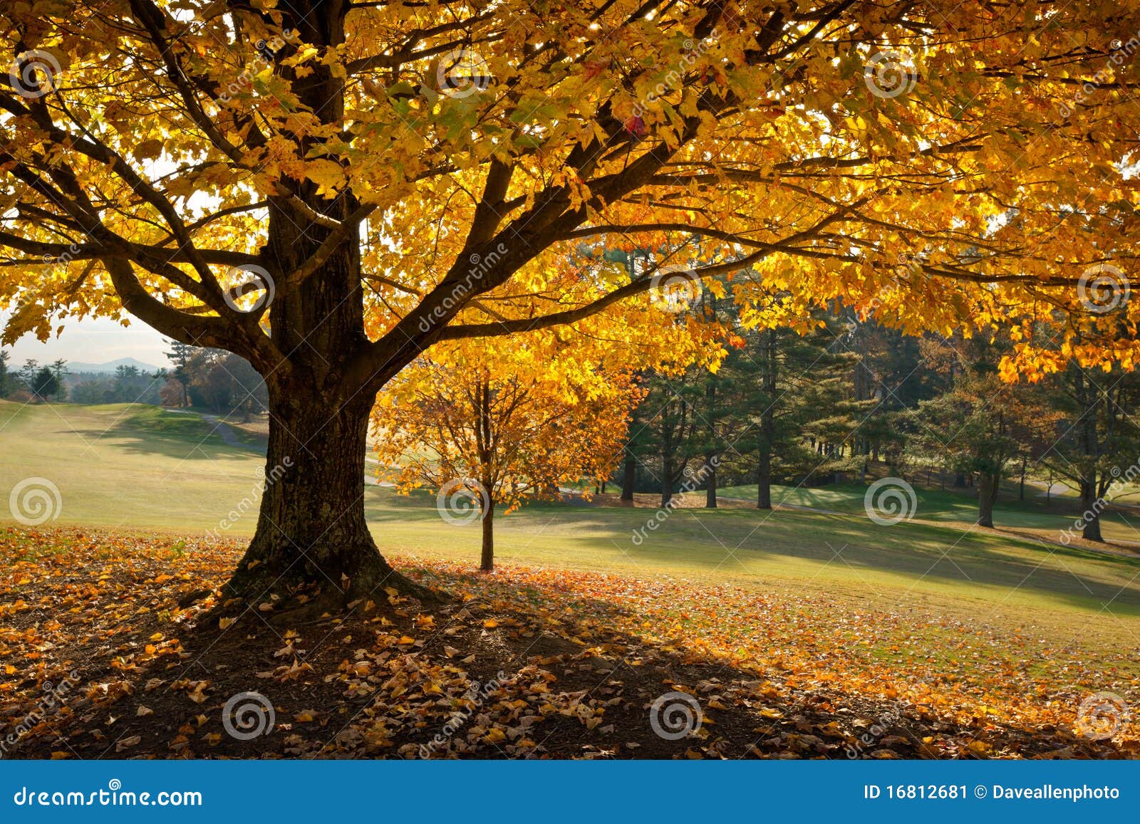 Arbre D'érable D'or De Jaune D'automne De Feuillage D'automne Image ...
