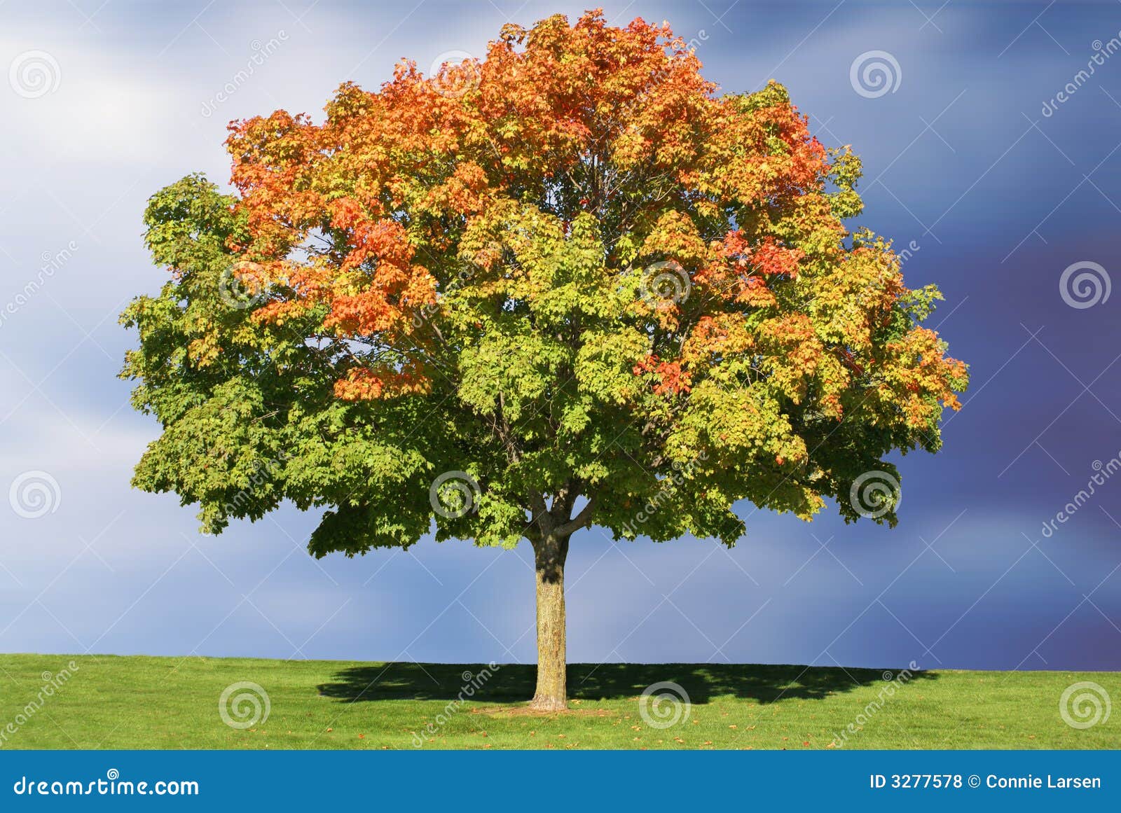 Arbre d'érable en automne photo stock. Image du solitude - 3277578