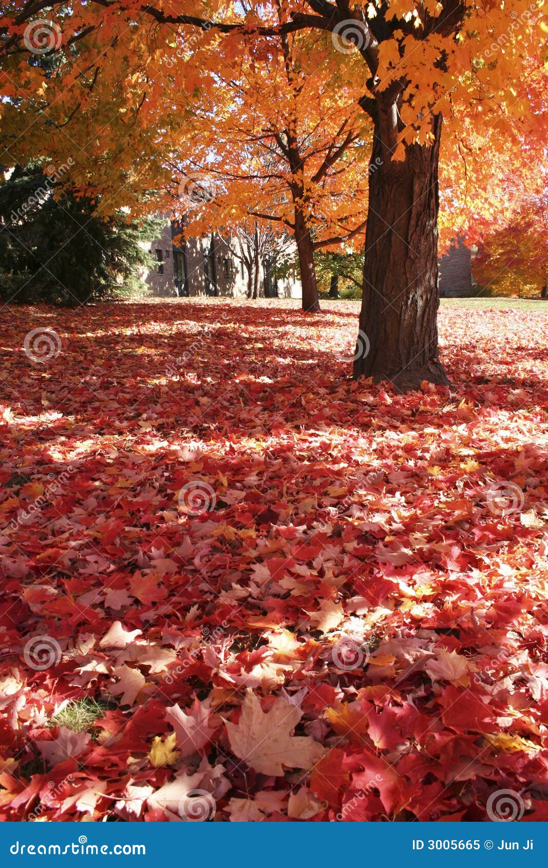 Arbre D'érable Et Lames D'érable Image stock - Image du cache, rouge ...