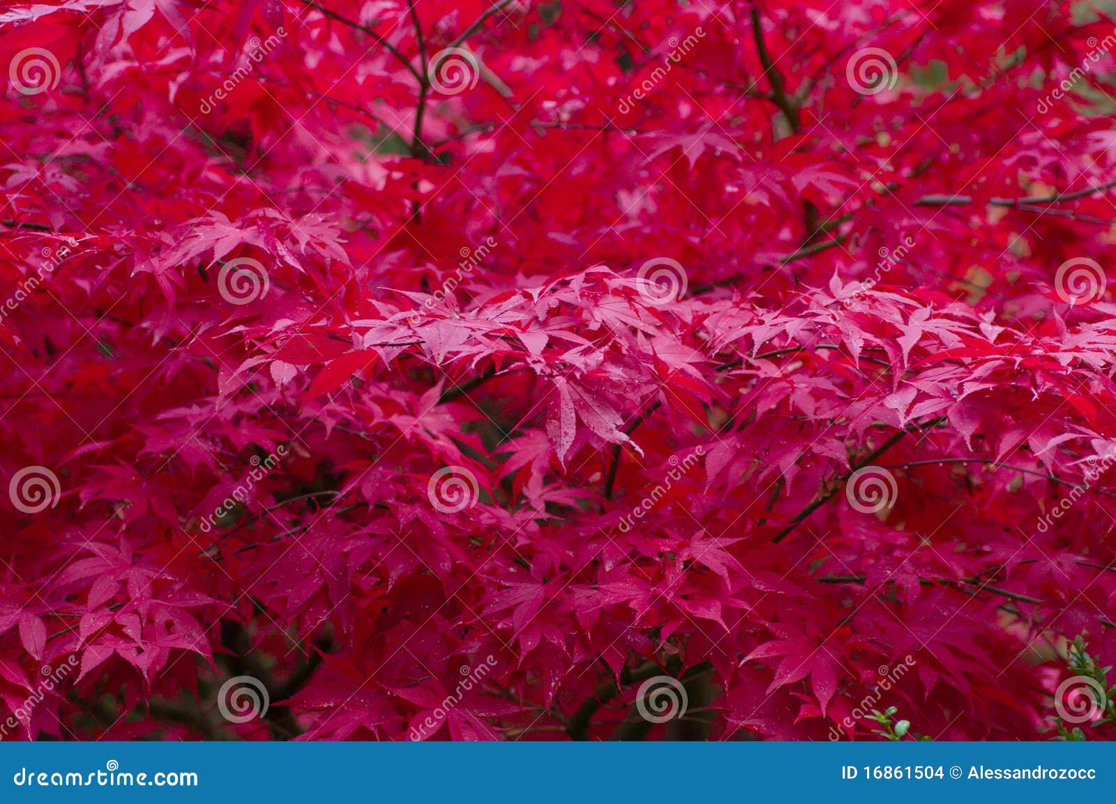 Arbre D'érable Japonais Rouge Photo stock - Image du arbre, érable ...