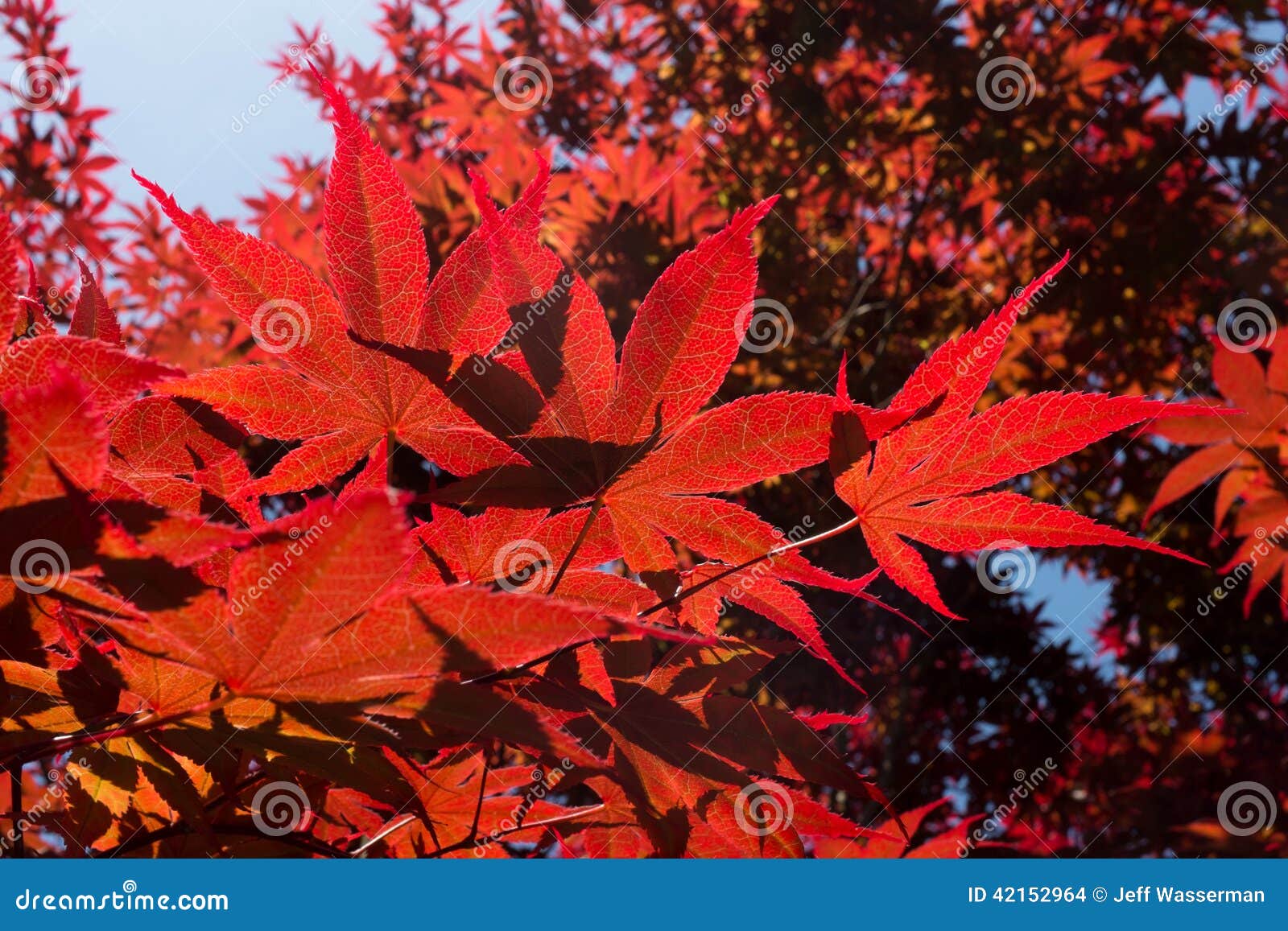 Arbre D'érable Japonais Rouge Photo stock - Image du nature, automne ...