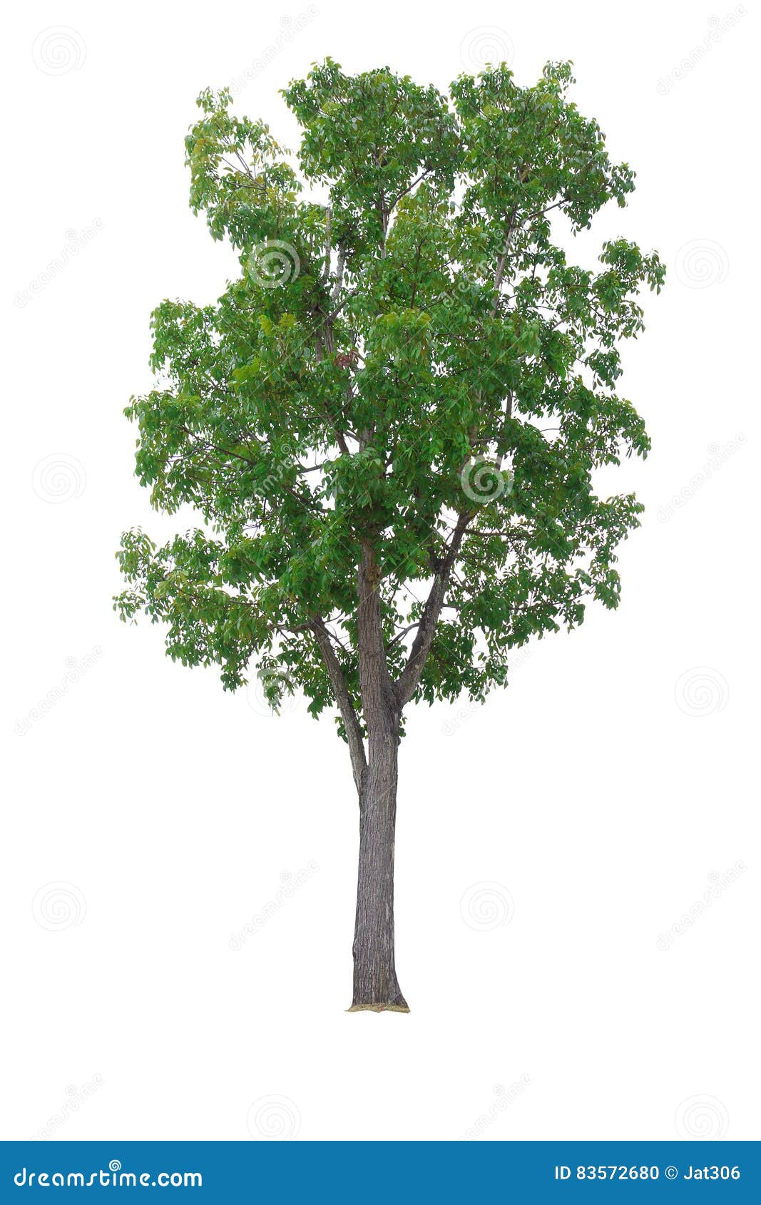 Arbre D'acajou D'isolement Sur Le Blanc Photo stock - Image du grand ...