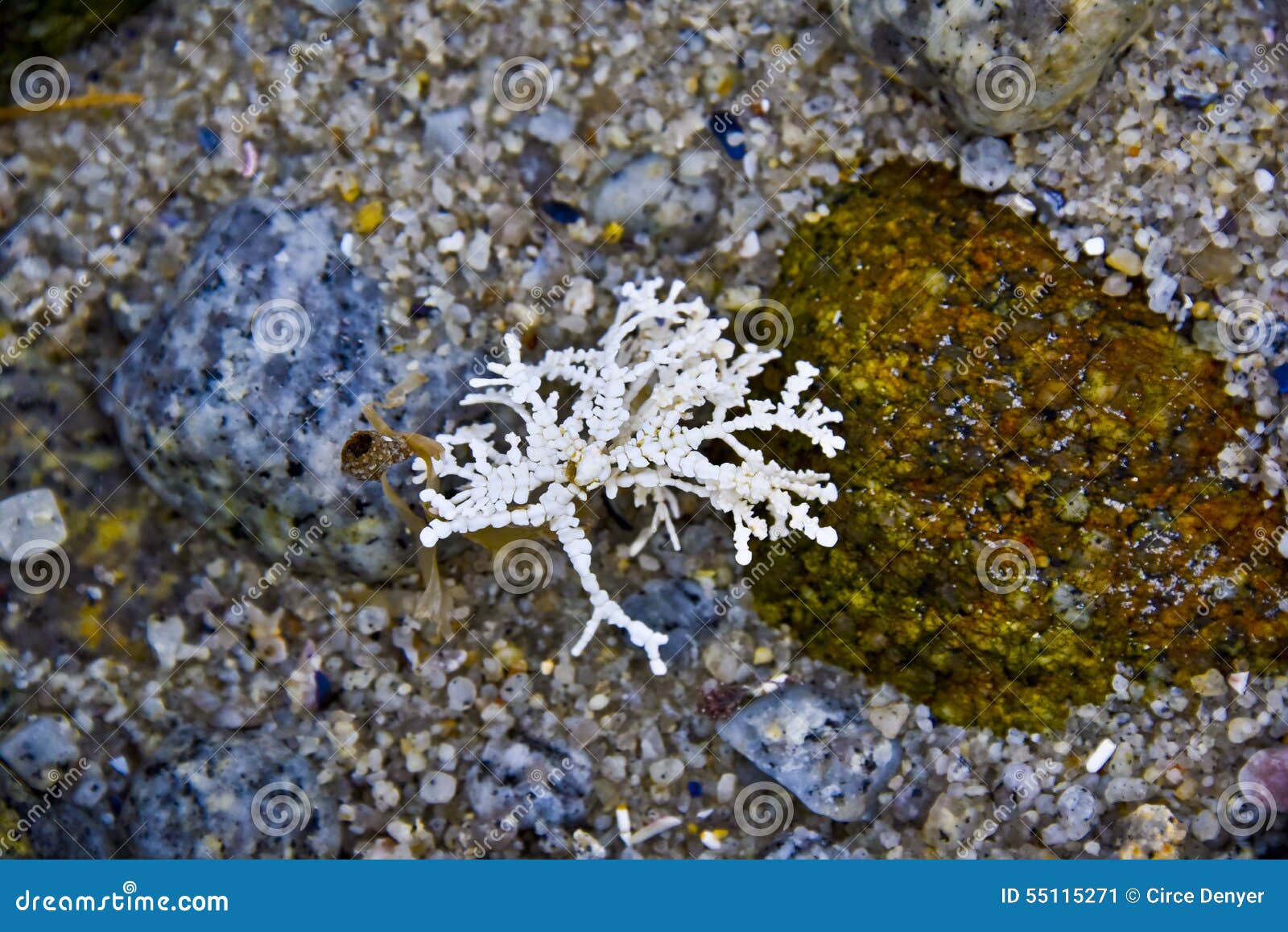 Arbre d'algue image stock. Image du doux, blanc, pierres - 55115271
