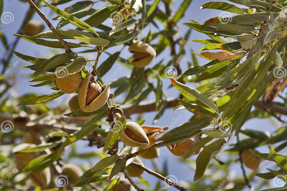 Arbre d'amande image stock. Image du amandes, lait, tropical - 27109115