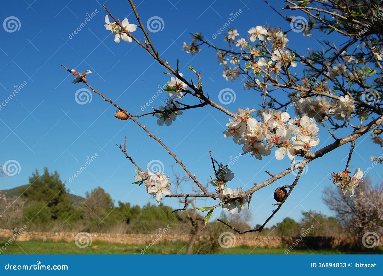 Arbre d'amande image stock. Image of méditerranéen, arbre - 36894833