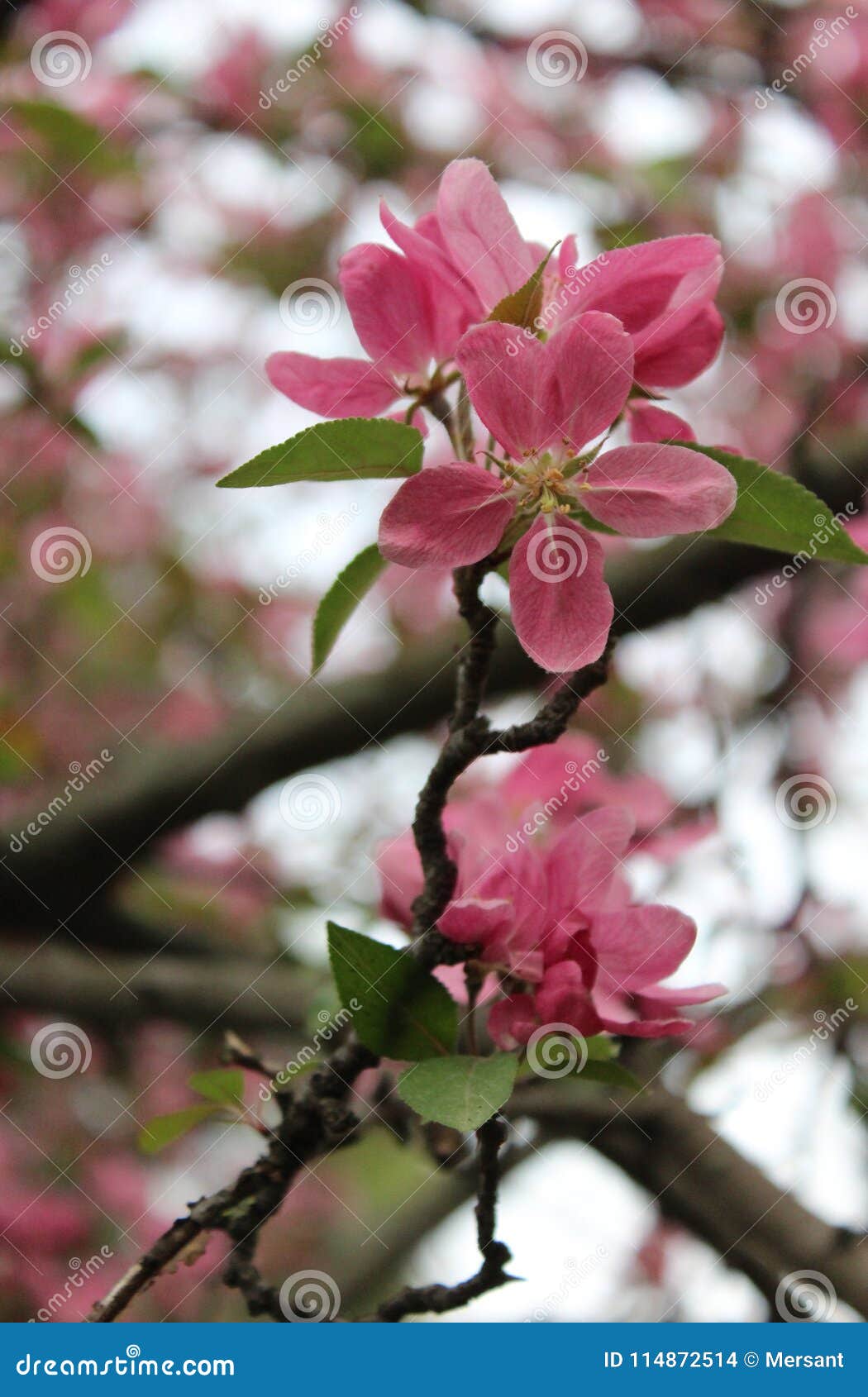 Arbre D'amande Dans Un Jardin Photo stock - Image du jardin, nature ...