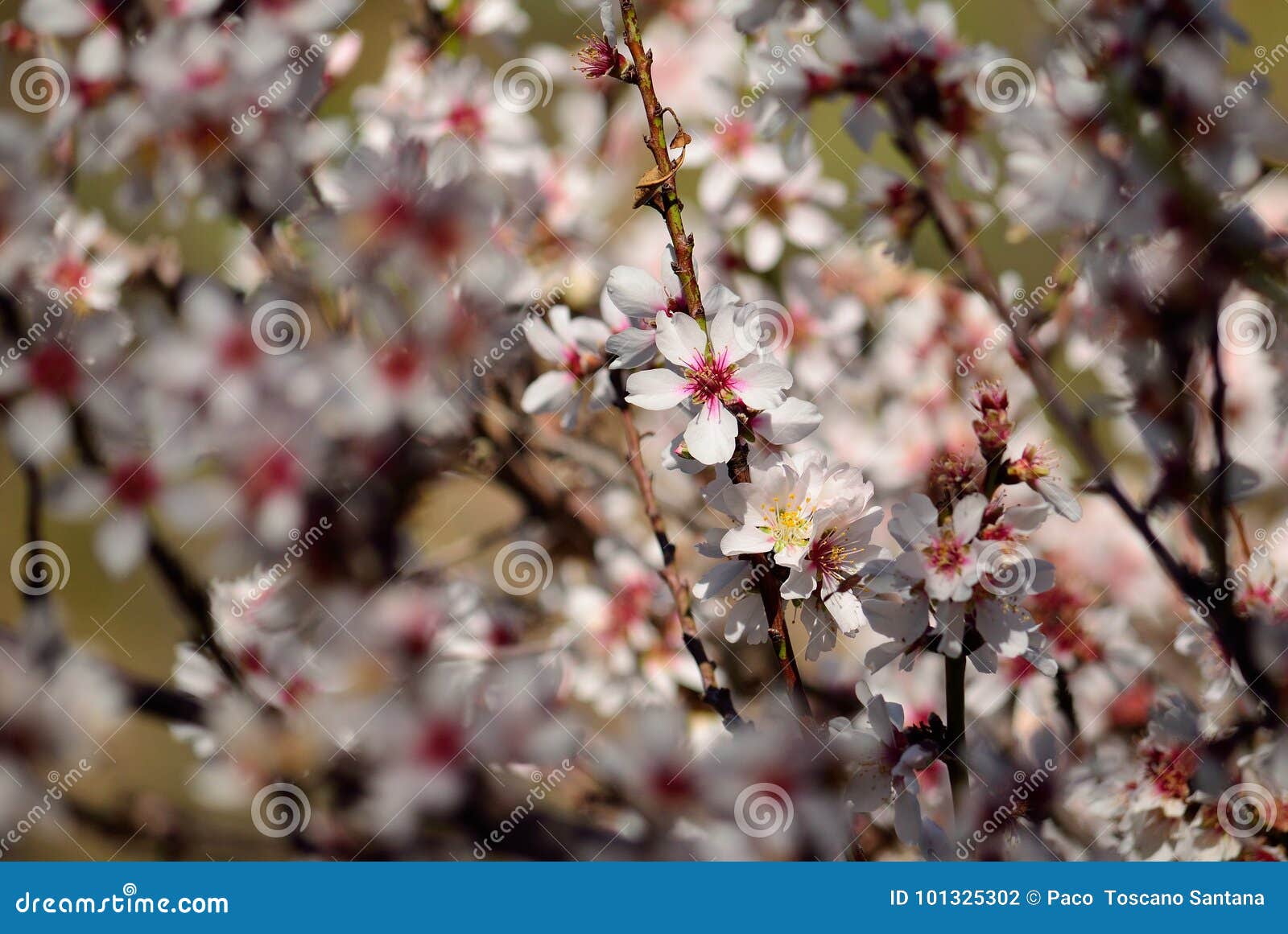 Arbre d'amande en fleur photo stock. Image du flore - 101325302