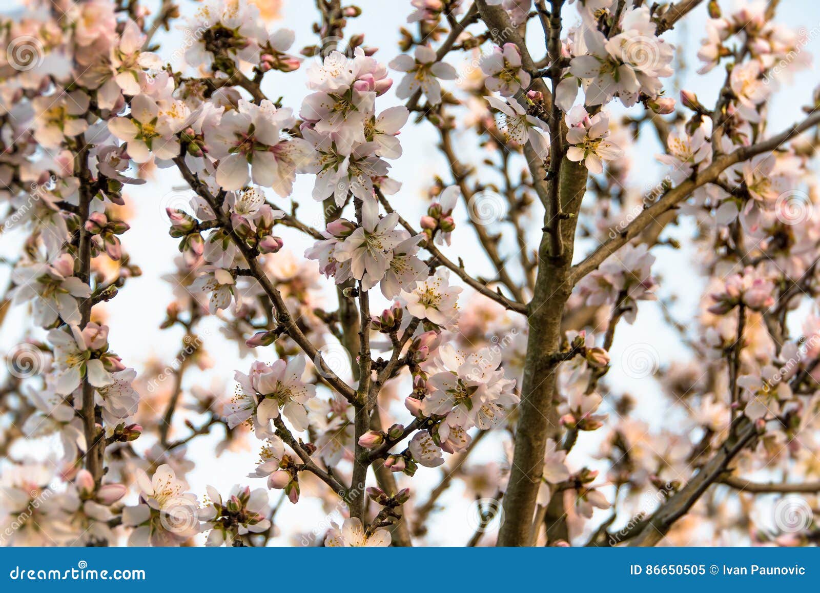 Arbre d'amande en fleur image stock. Image du amandes - 86650505