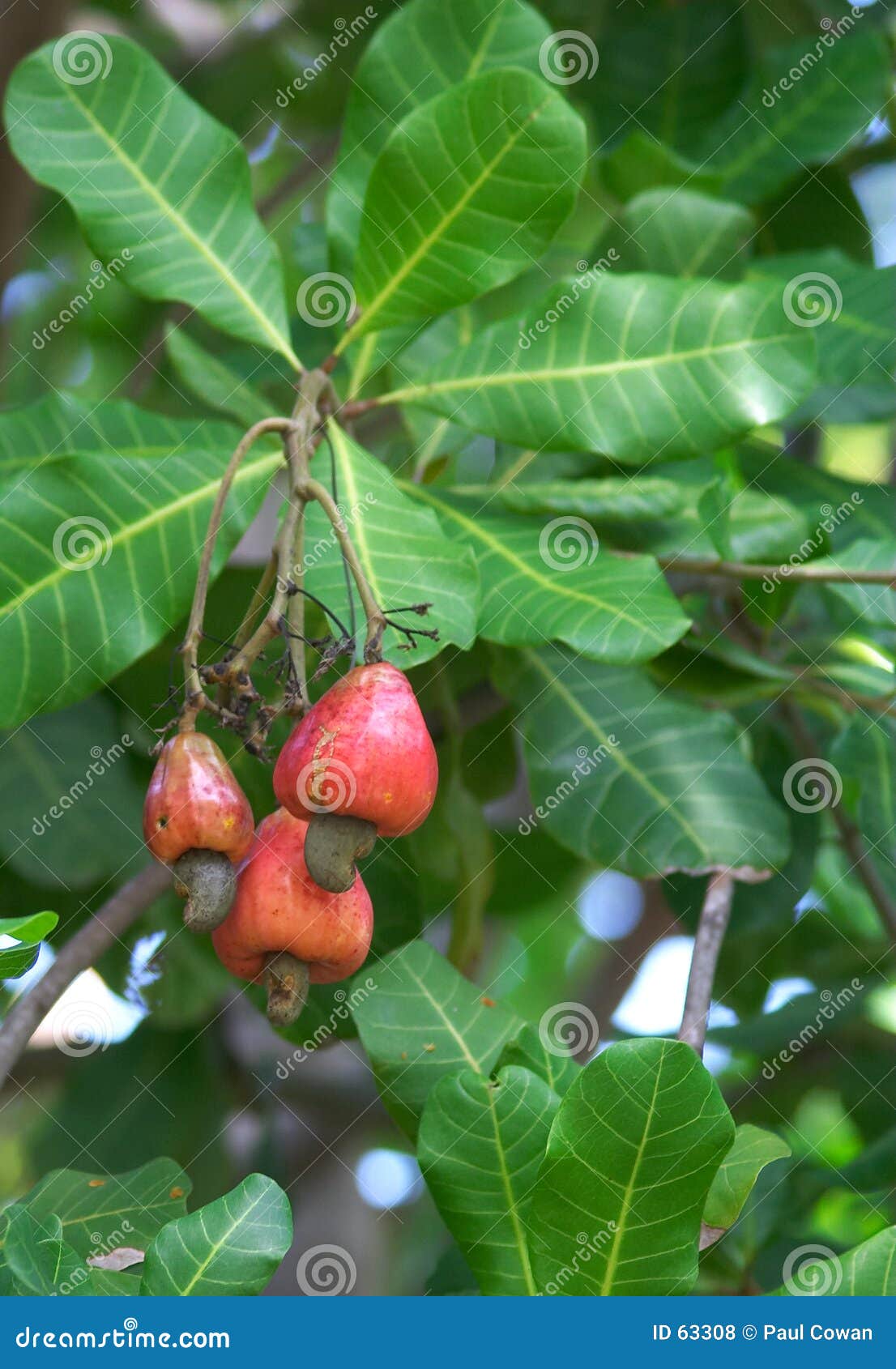 Arbre d'anacarde photo stock. Image du noix, agriculture - 63308