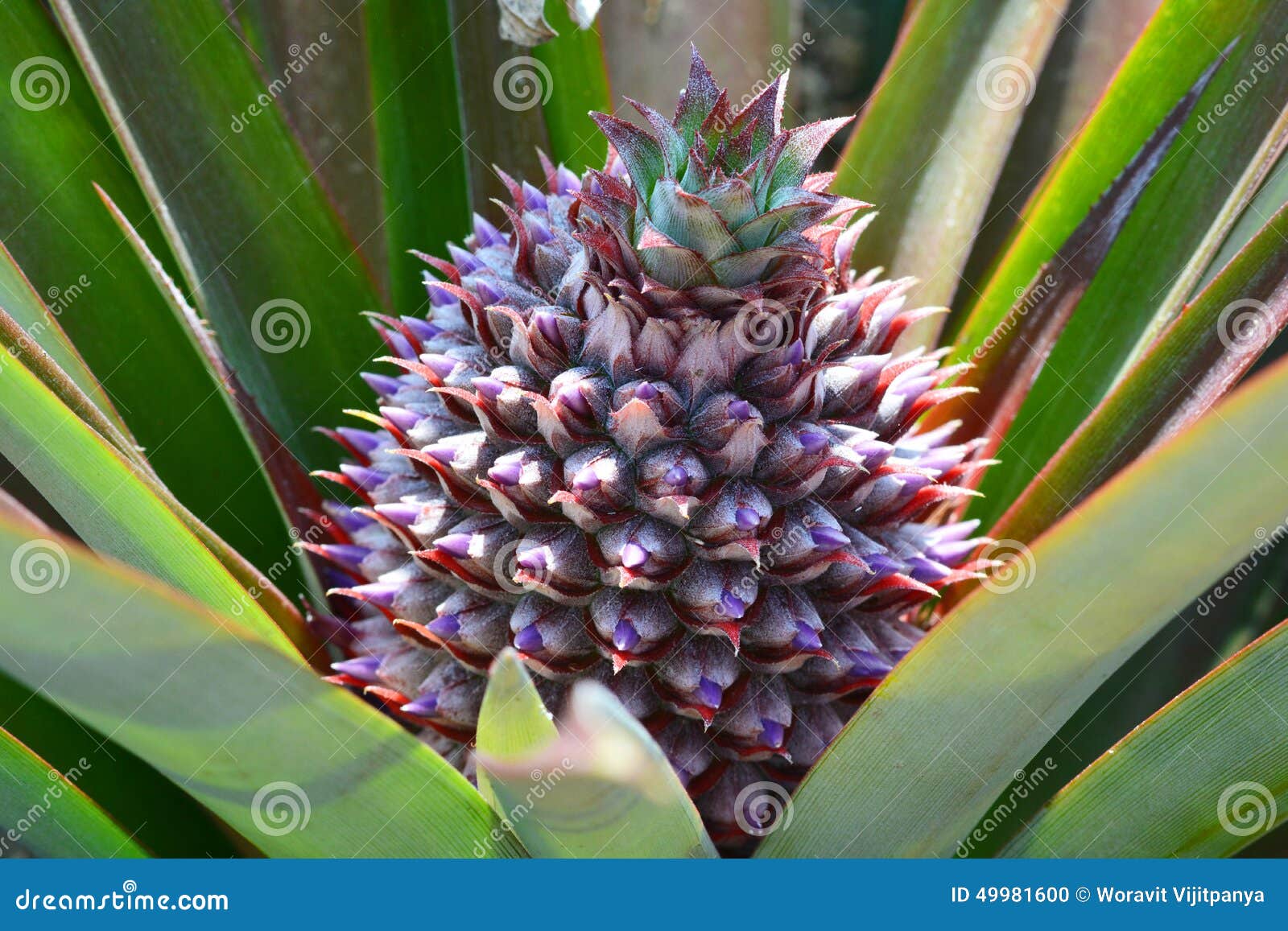 Arbre d'ananas cru photo stock. Image du graine, pépinière - 49981600