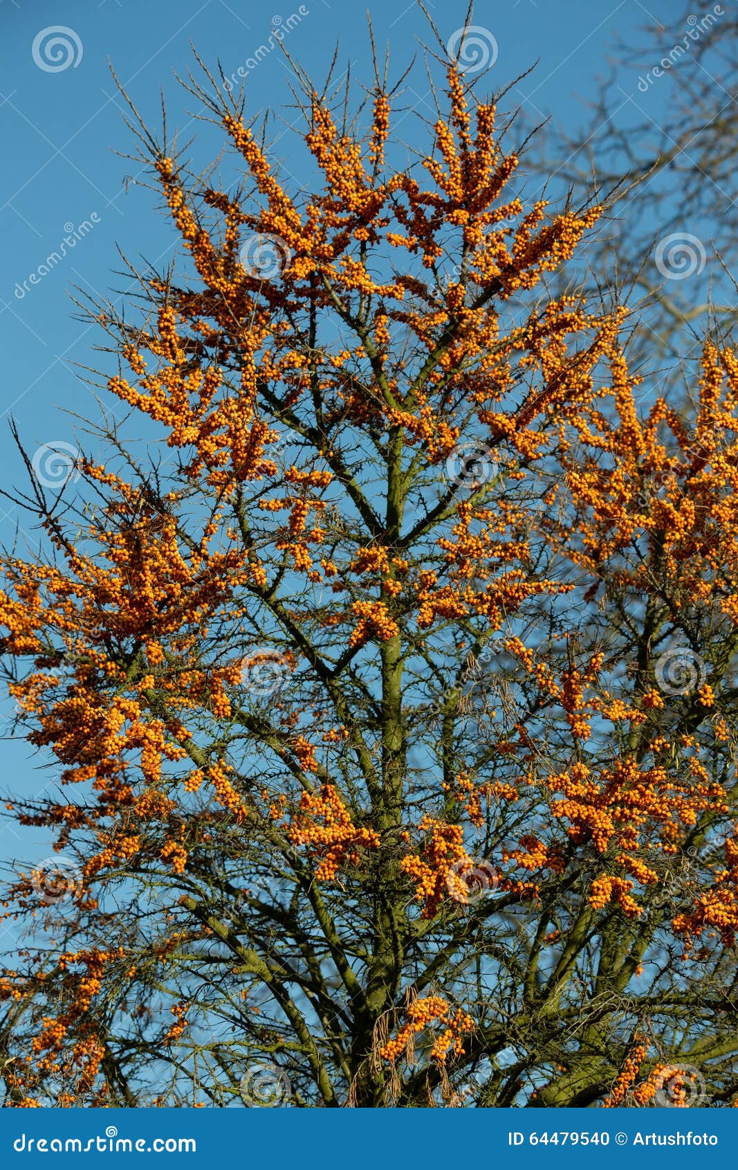 Arbre d'argousier photo stock. Image du agriculture, fruits - 64479540