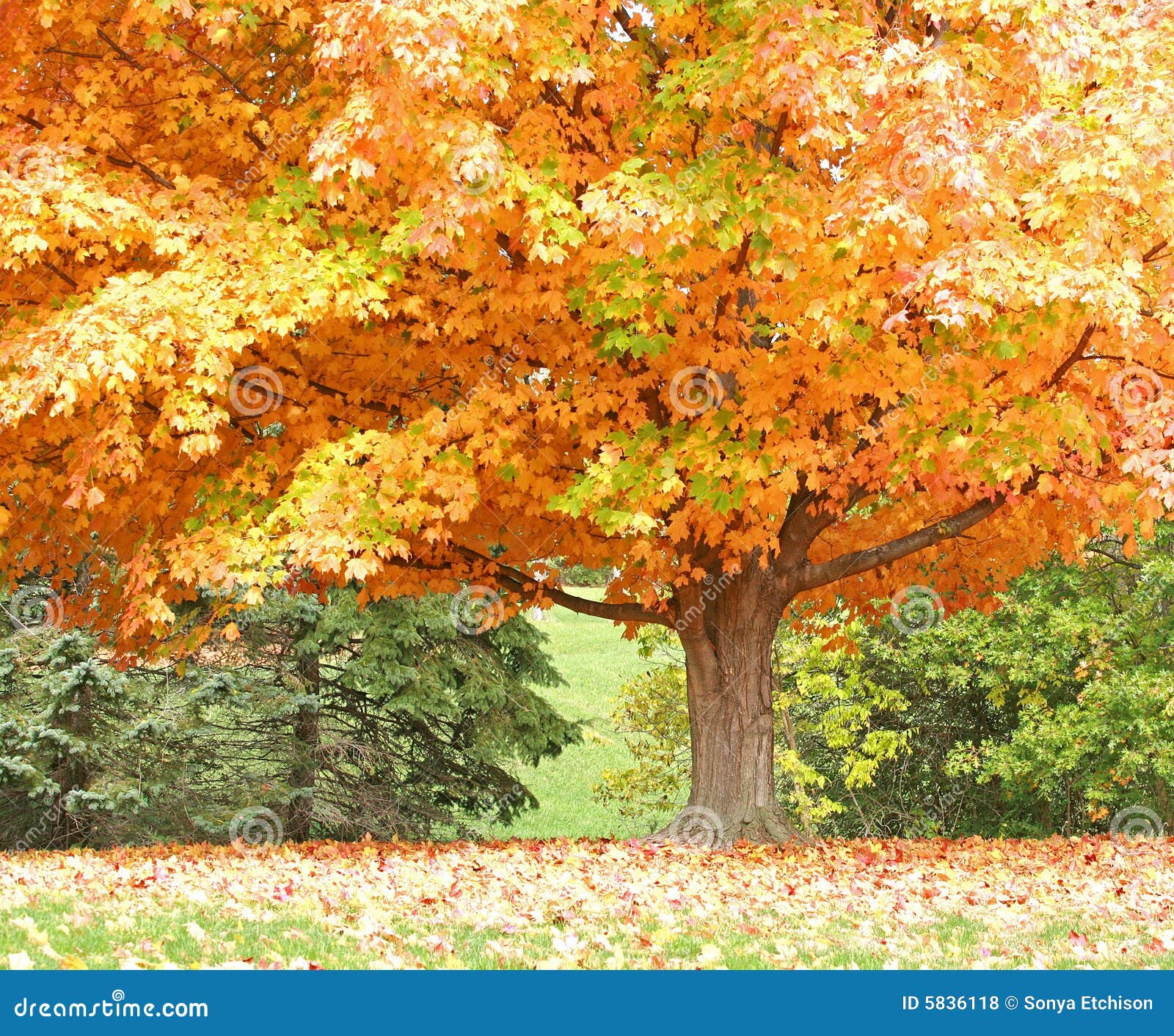 Arbre d'automne photo stock. Image du sunlight, beau, lame - 5836118