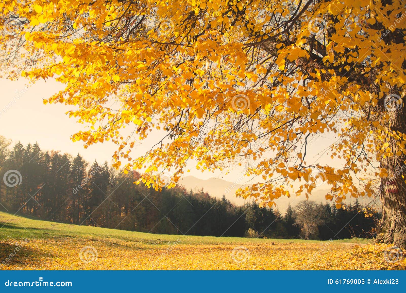 Arbre d'automne image stock. Image du forêt, feuillage - 61769003