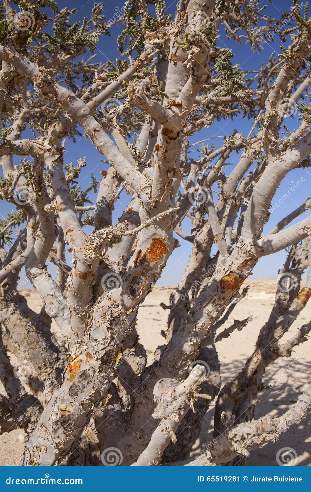 Arbre d'encens image stock. Image du monde, oléorésine - 65519281