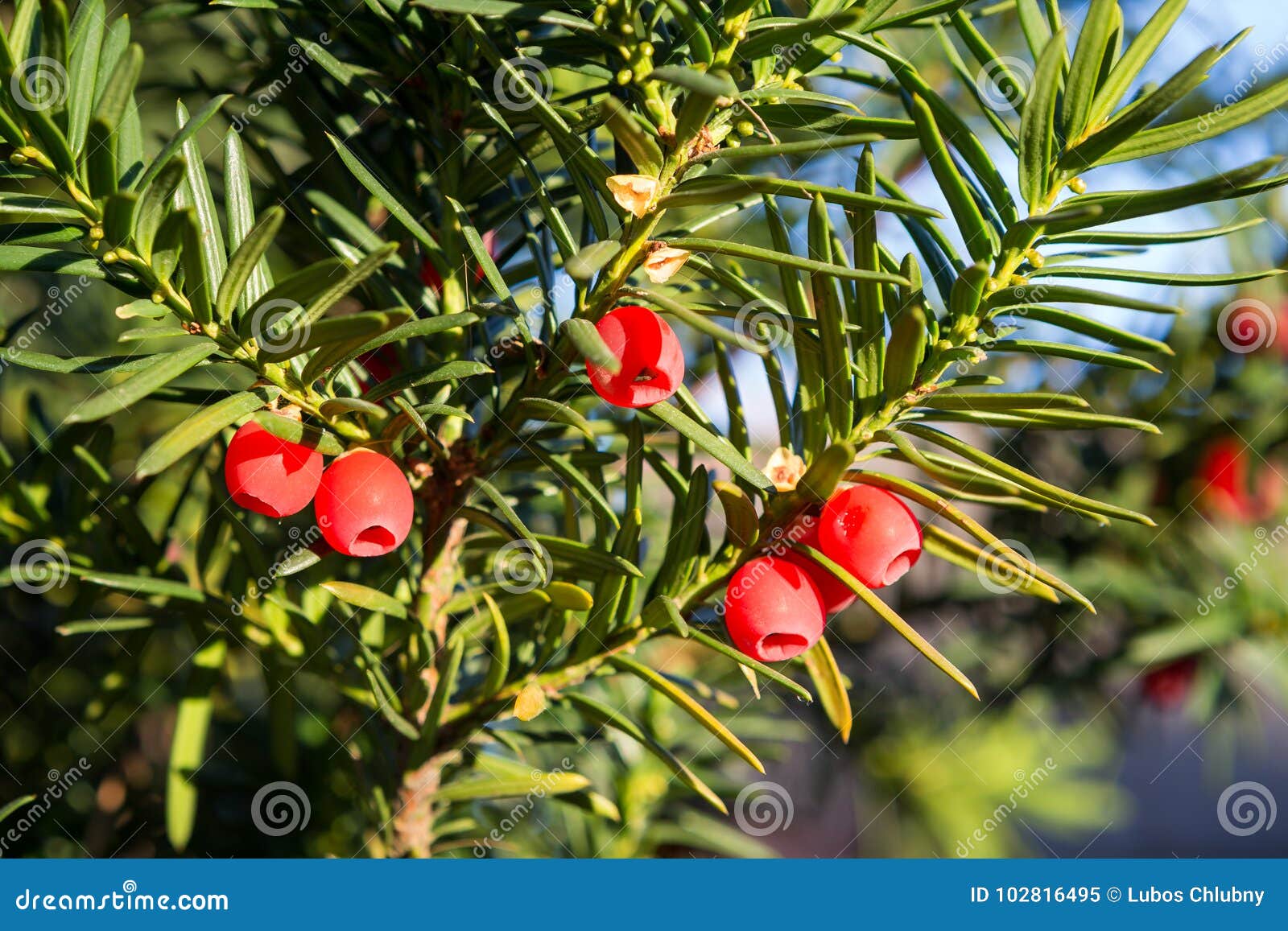Arbre D'if Avec Les Fruits Rouges Image stock - Image du conifére ...