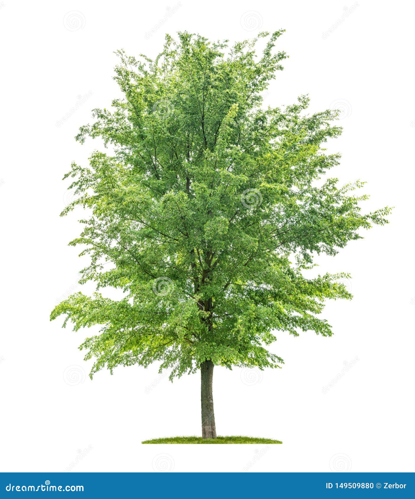 Arbre D'isolement Sur Un Fond Blanc - Ulmus - Orme Photo stock - Image ...