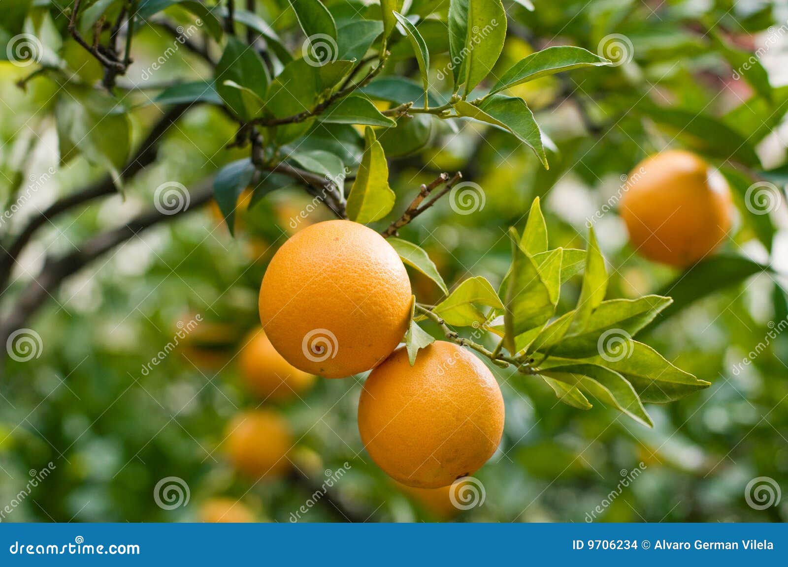 Images Arbre D Oranges Orange Frais - Téléchargez 7,855 Photos libres ...