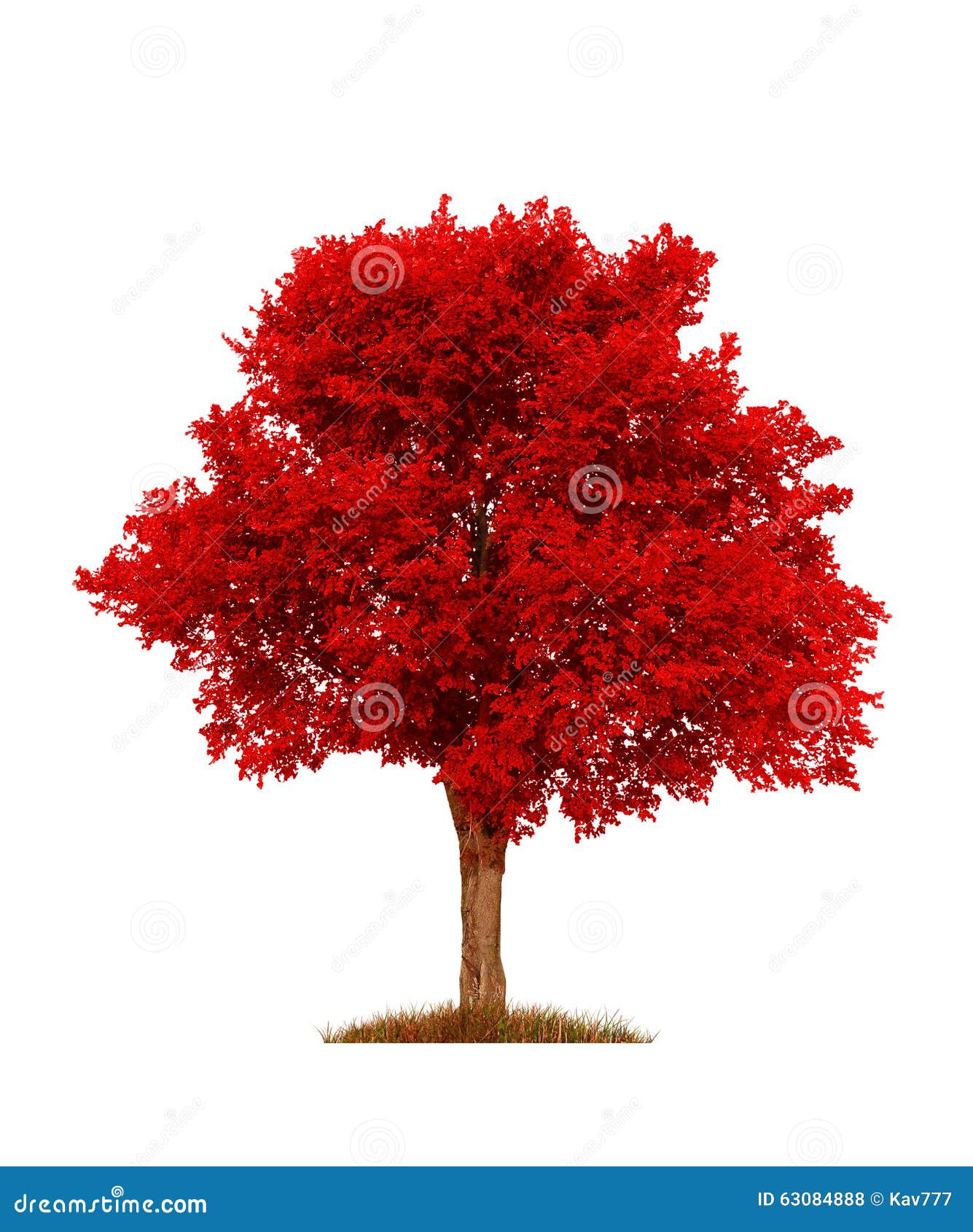 Arbre D'orme Rouge D'automne, D'isolement Au-dessus Du Blanc Photo ...