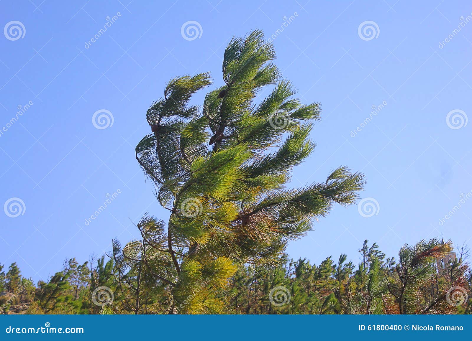 Arbre dans le vent photo stock. Image du ciel, nature - 61800400