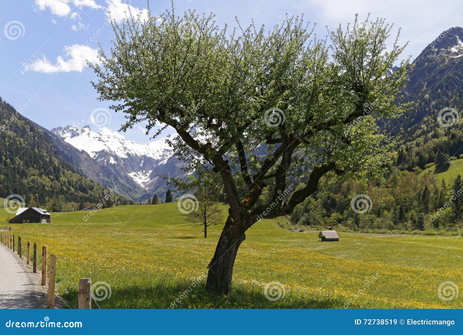 Arbre Dans Les Alpes Autrichiennes Image stock - Image du tourisme ...