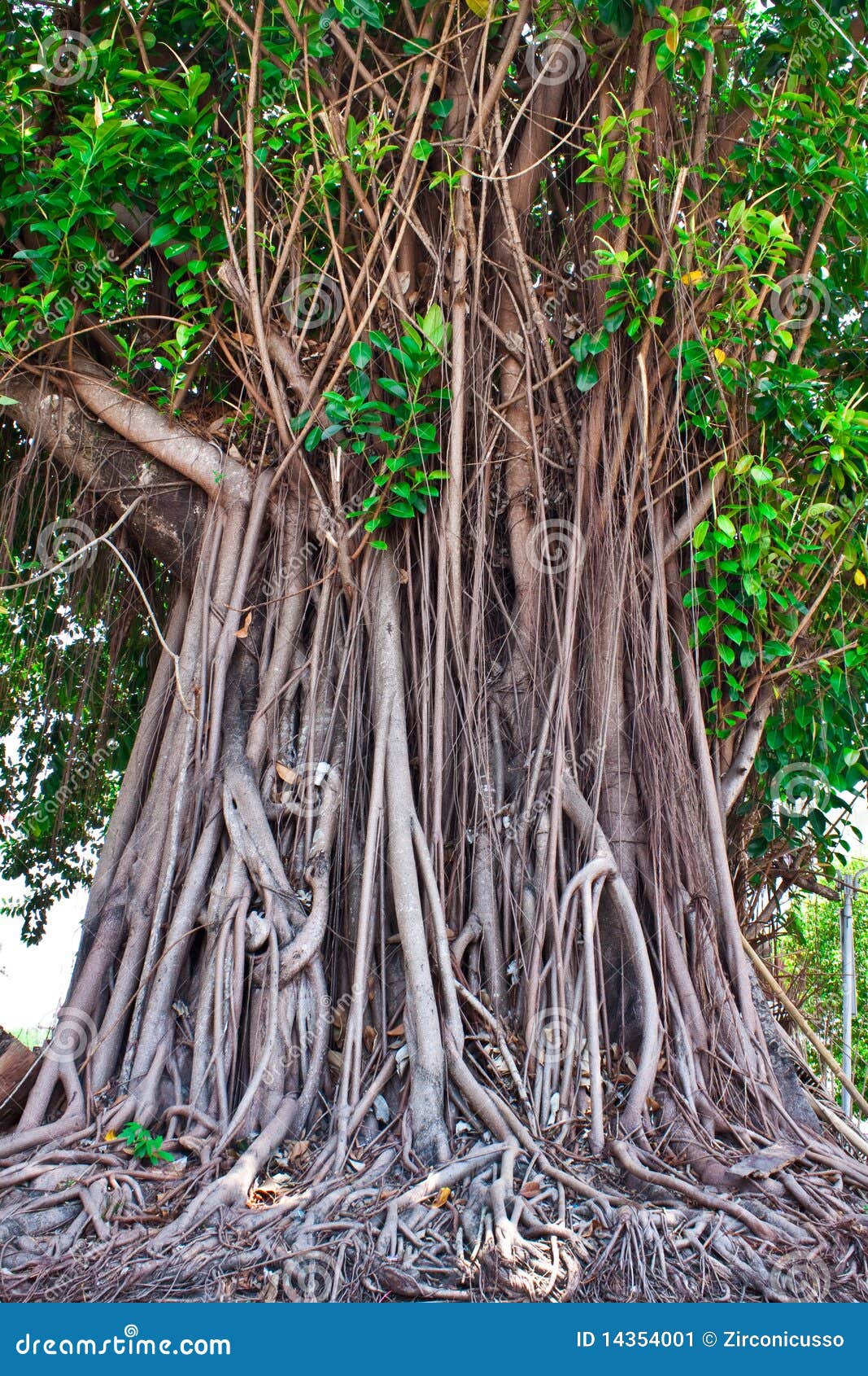 Arbre de banian image stock. Image du plantation, banian - 14354001