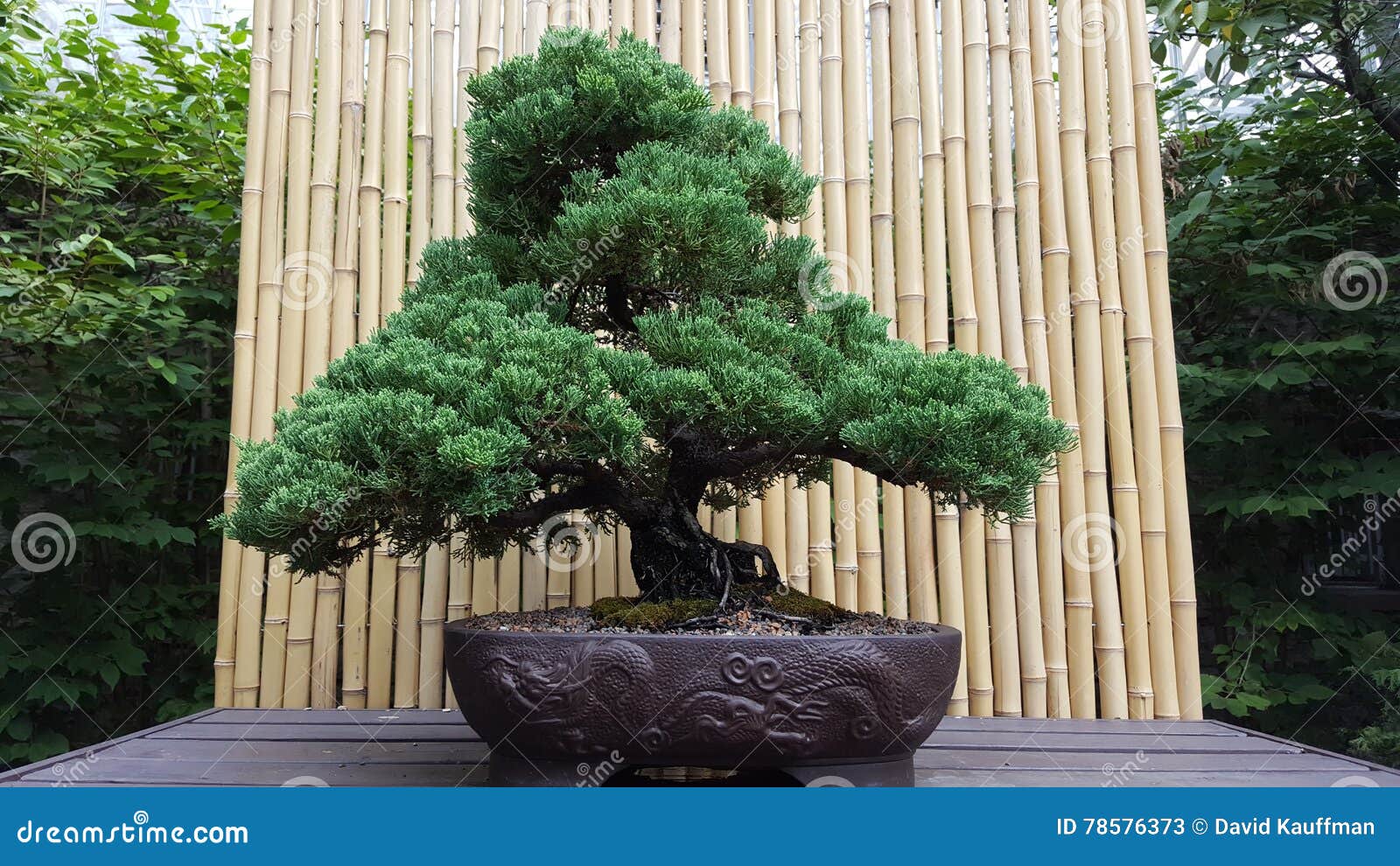 Arbre de Banzai image stock. Image du petit, vert, arbre - 78576373