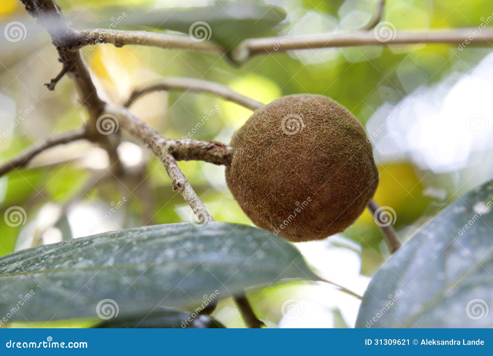 Arbre de bois de santal image stock. Image du plantation - 31309621