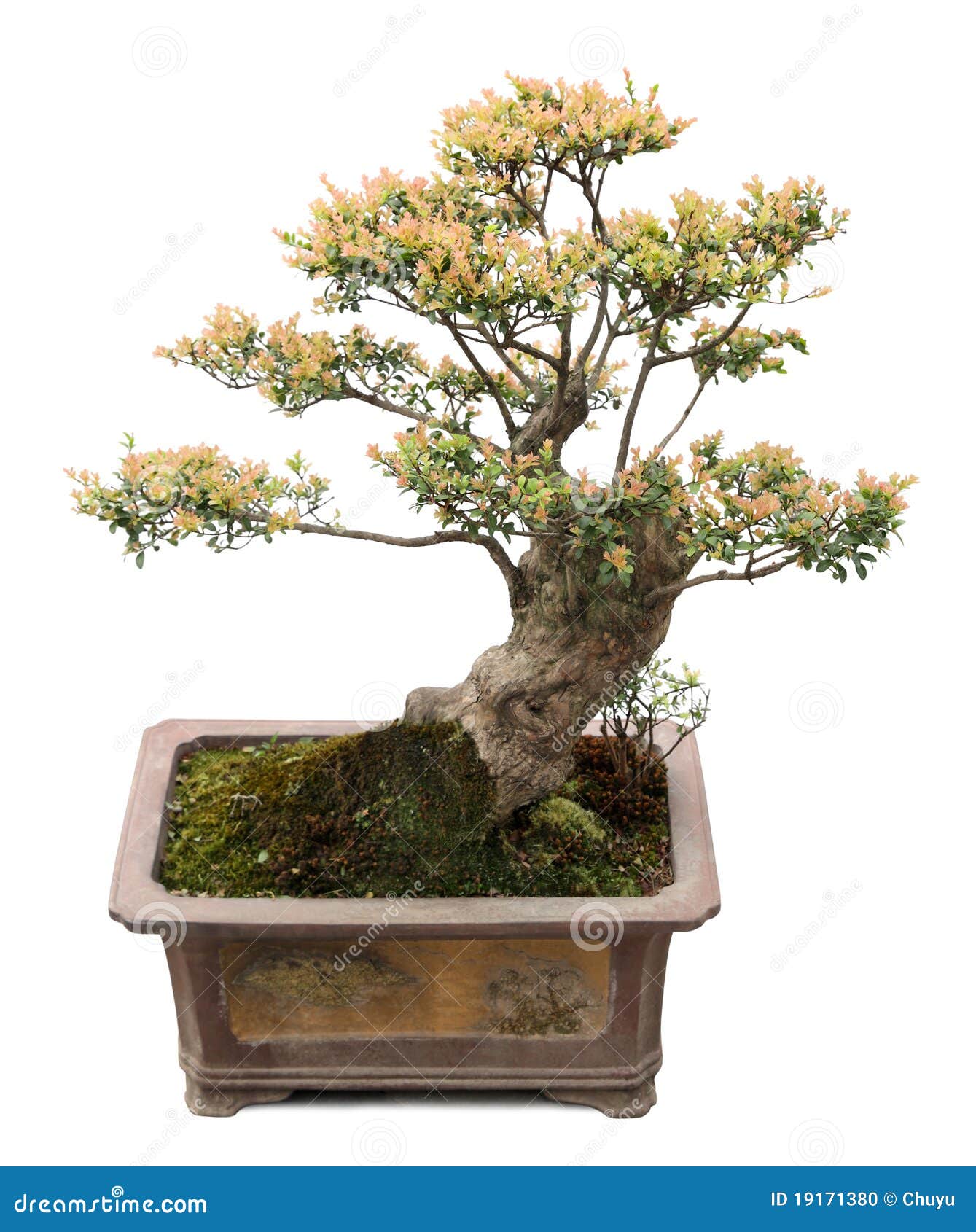 Arbre De Bonzaies D'orme Chinois Photo stock - Image du jardin, nain ...