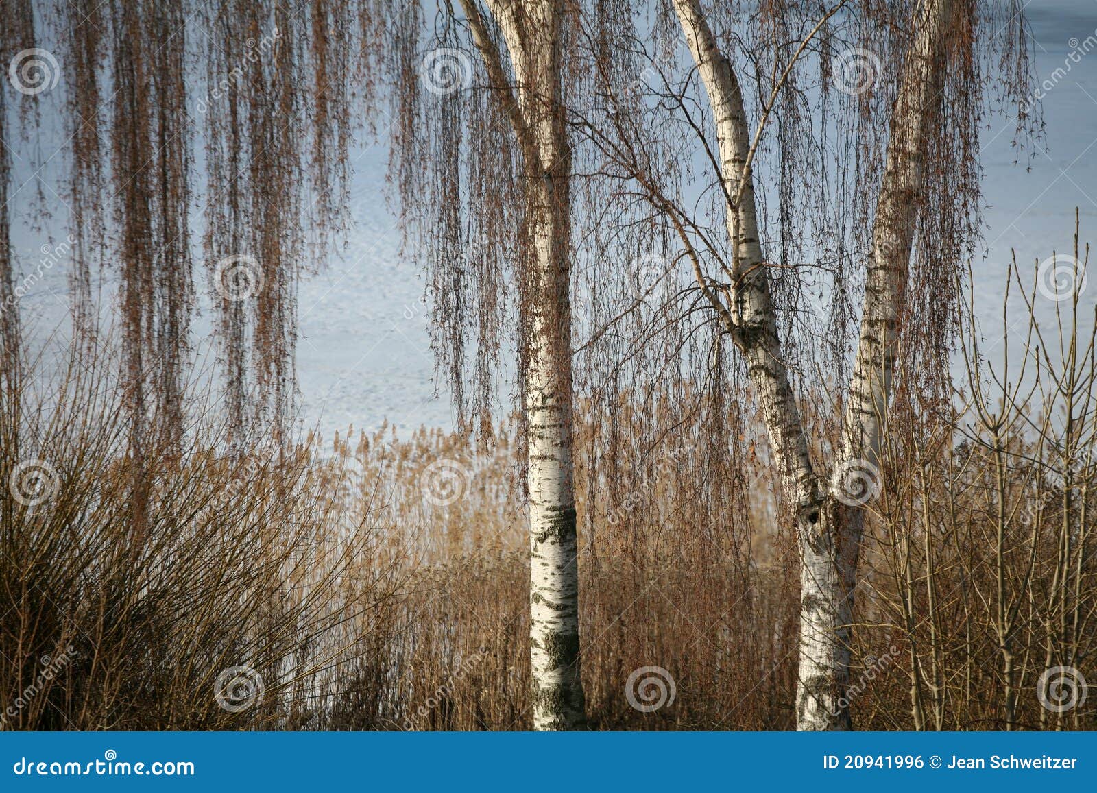 Arbre de bouleau photo stock. Image du forêt, automnal - 20941996