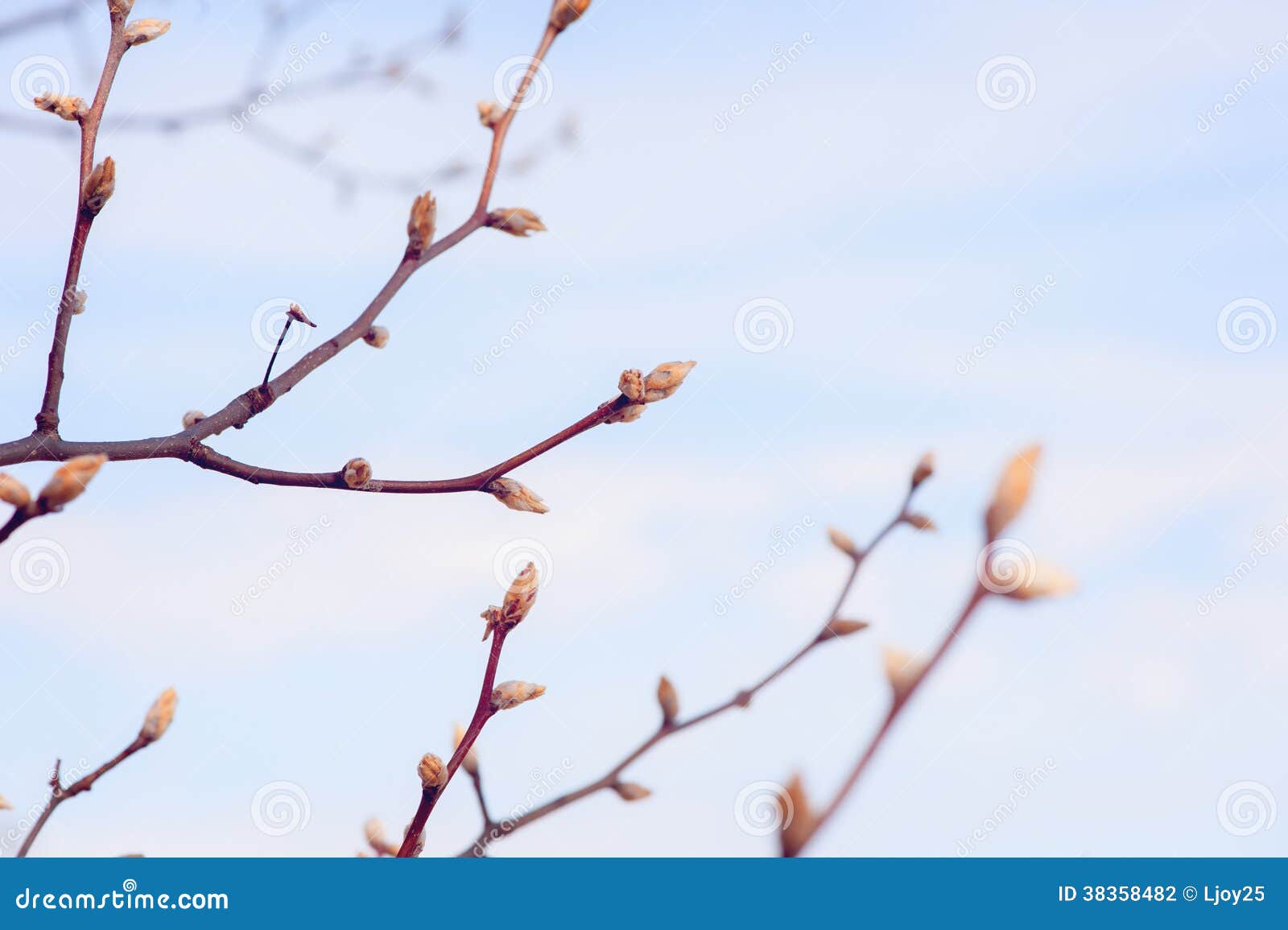 Arbre De Bourgeonnement Au Printemps Photo stock - Image du scénique ...