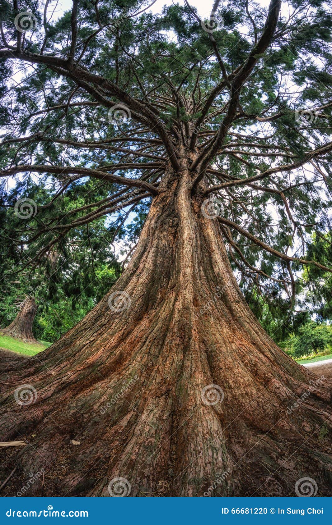 Arbre De Cèdre Bleu D'atlas Photo stock - Image du neuf, cèdre: 66681220